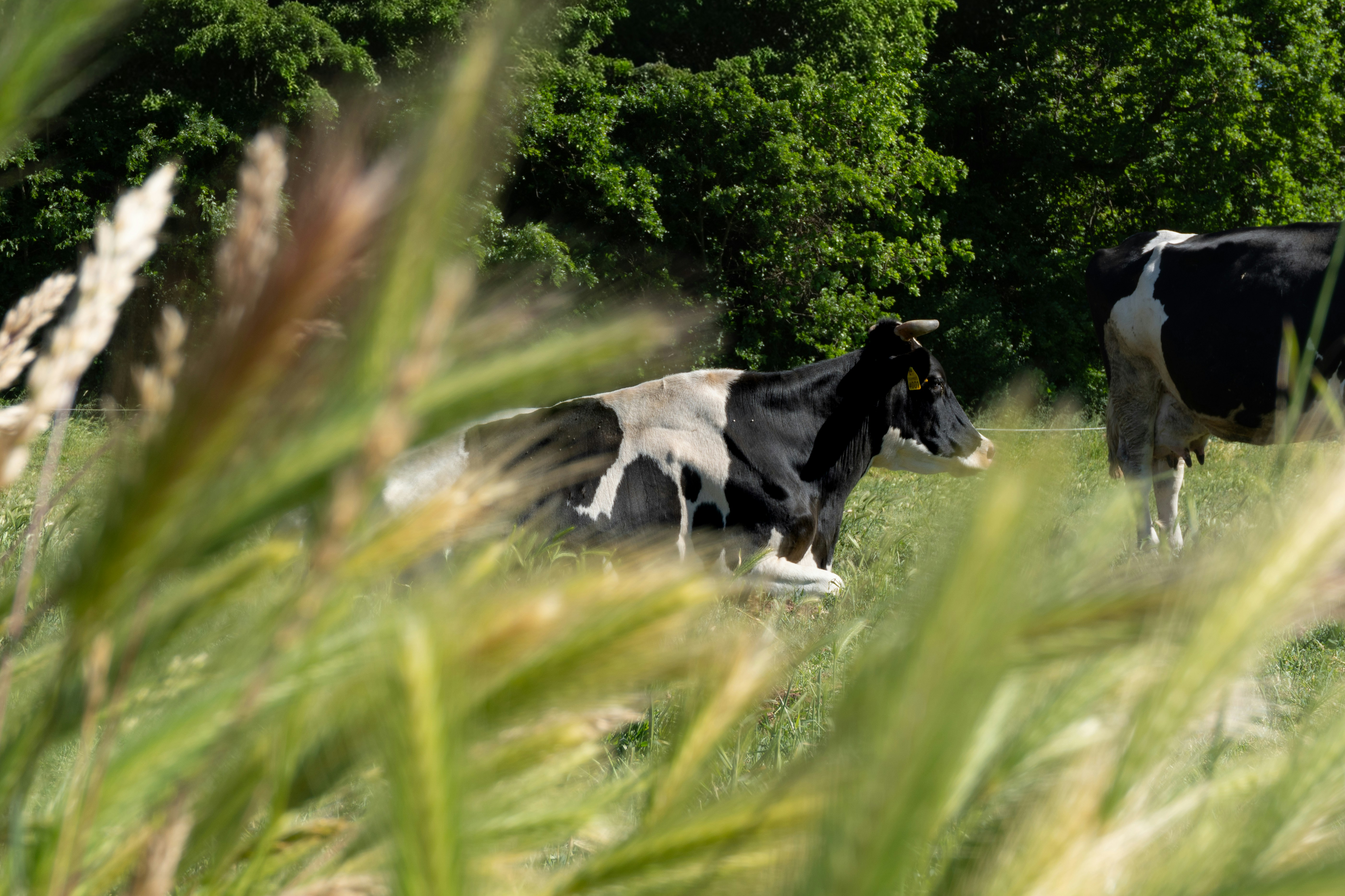 Pasture Portrait: A Black-and-White Dairy Herd in a Sunlit Meadow