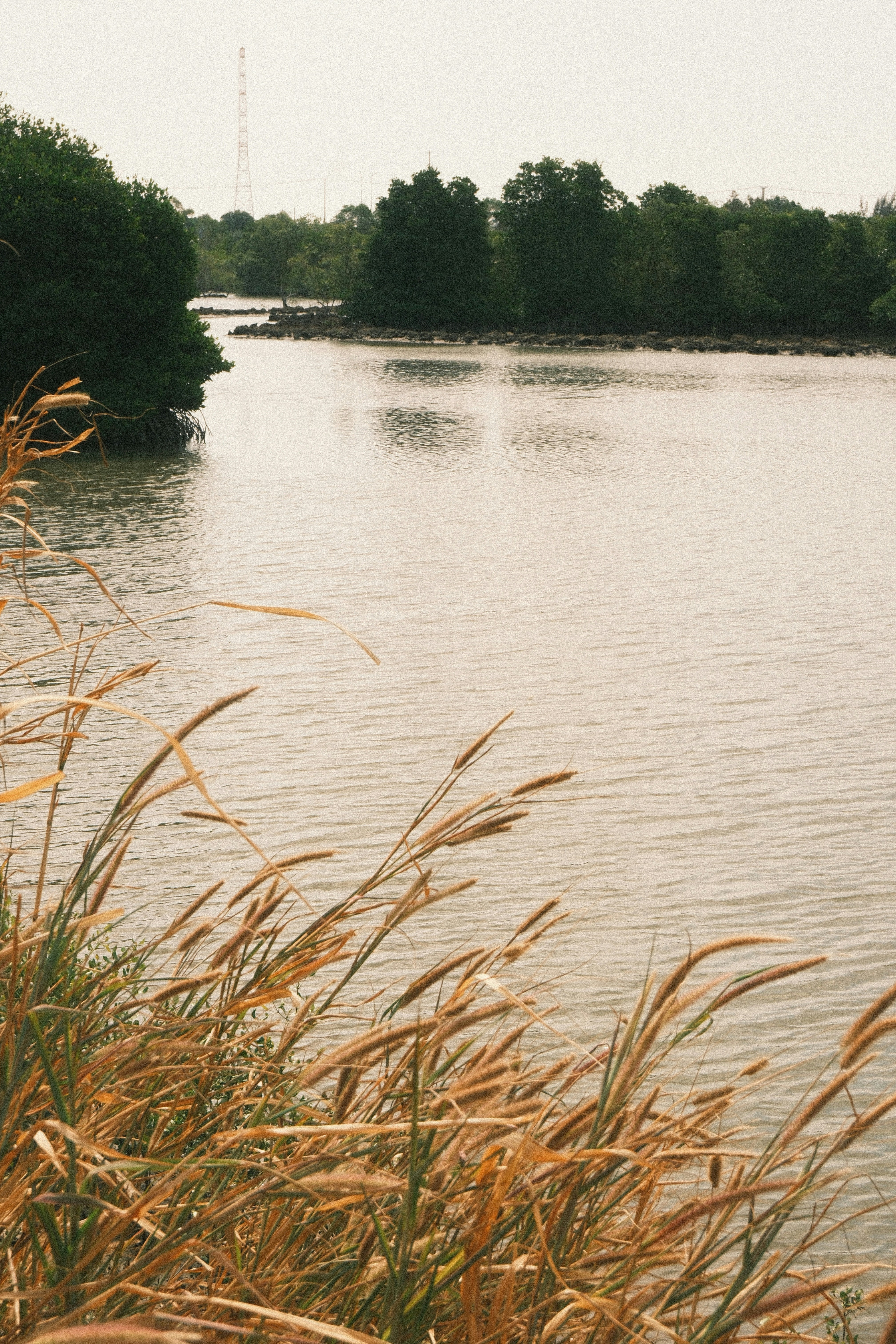 Reeds by the Riverside: Golden Grass Framing a Quiet Waterway