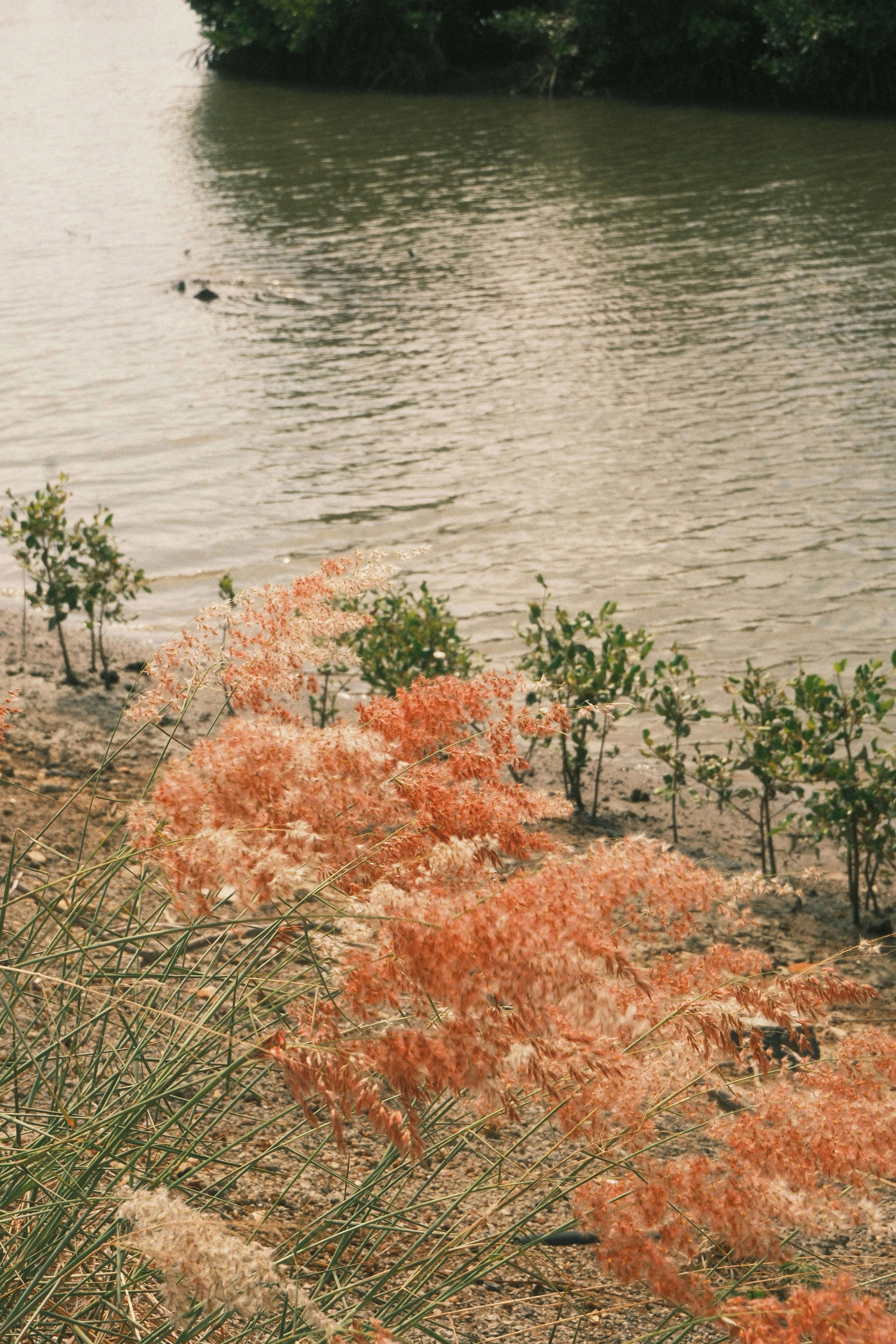 Dusky Riverside Bloom: Coral Plumes by the Water