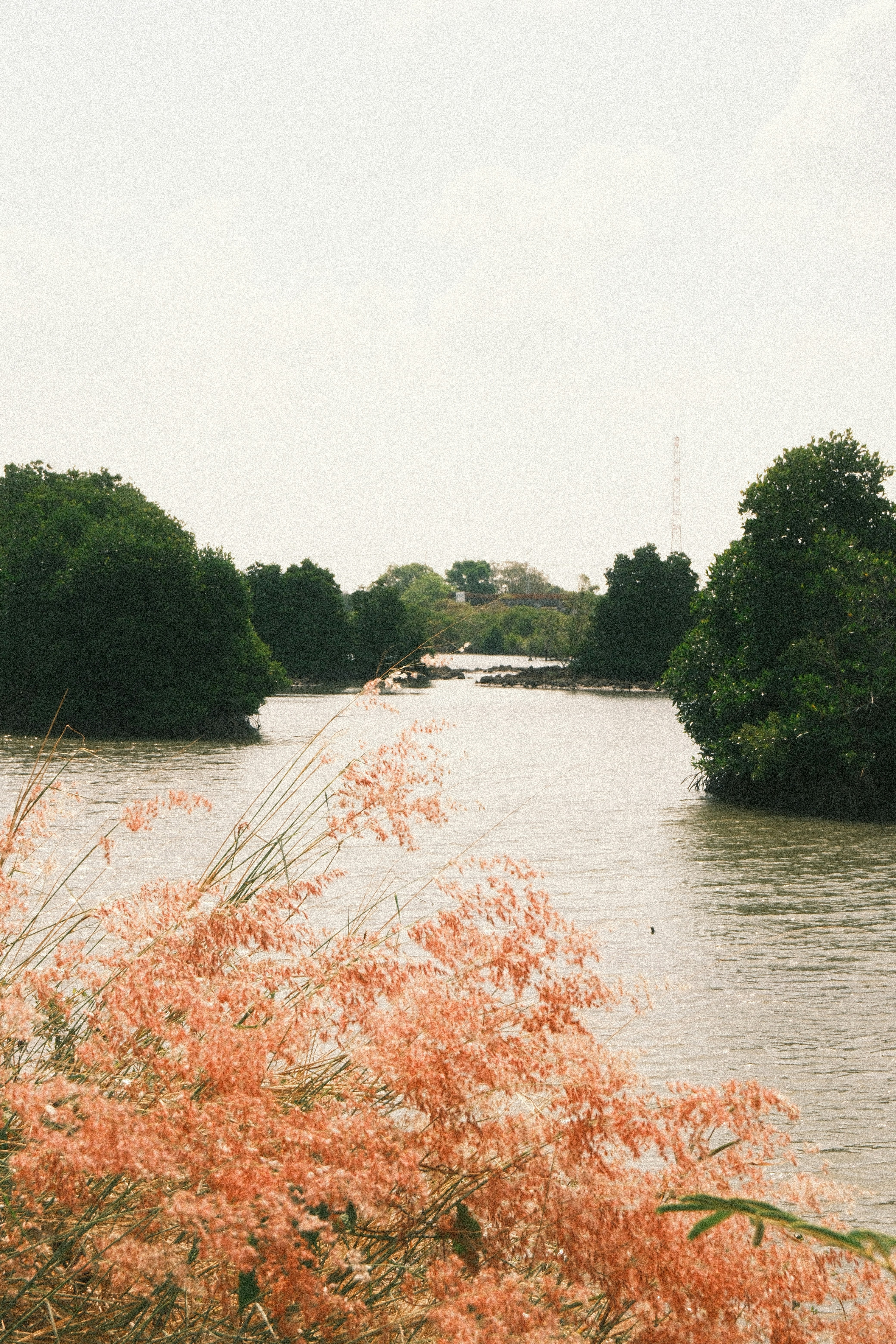 River flowing through lush green trees under a pale sky