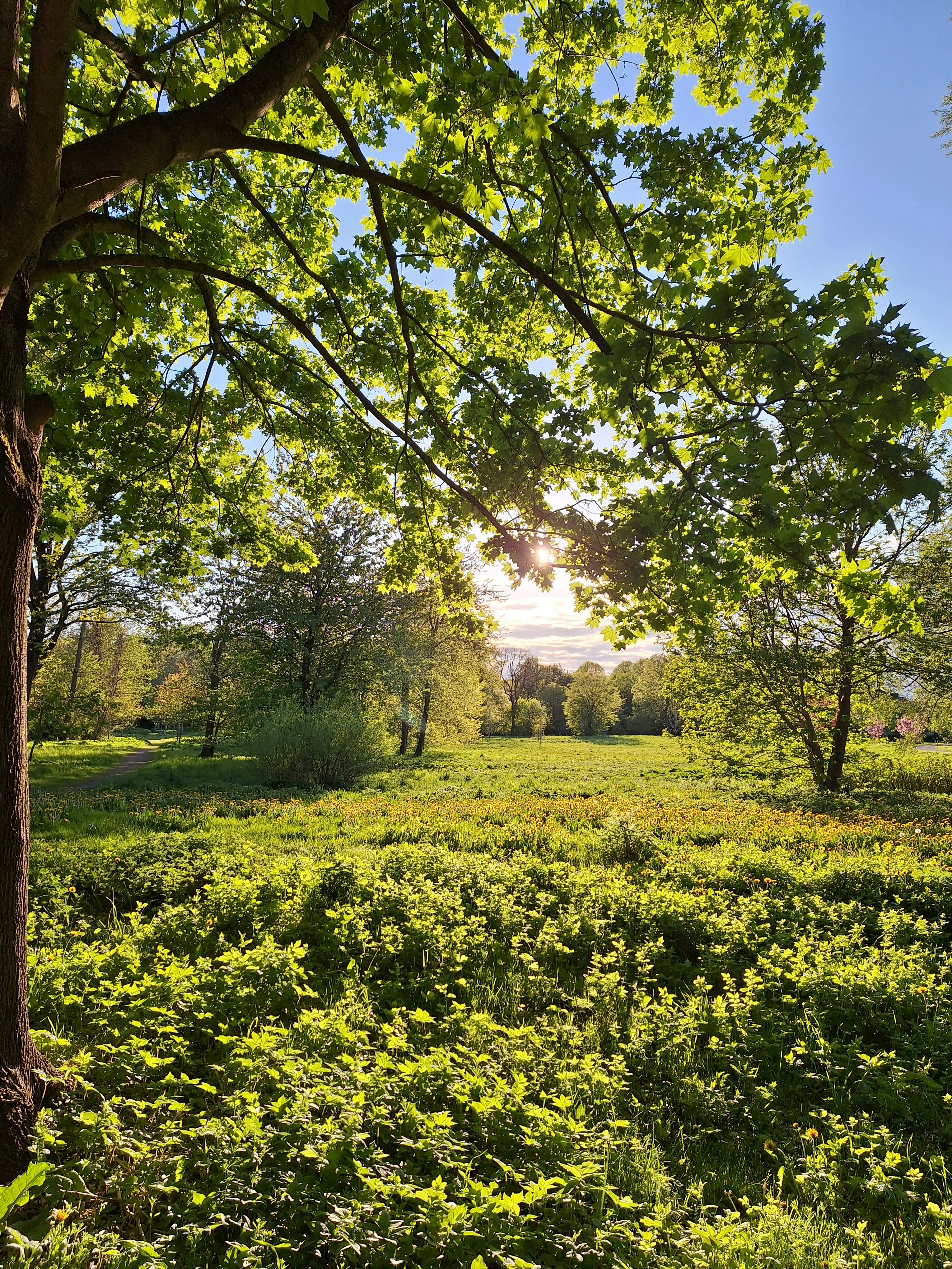 Sunlit Meadow Frame: A Quiet Glade Beneath a Canopy of Green