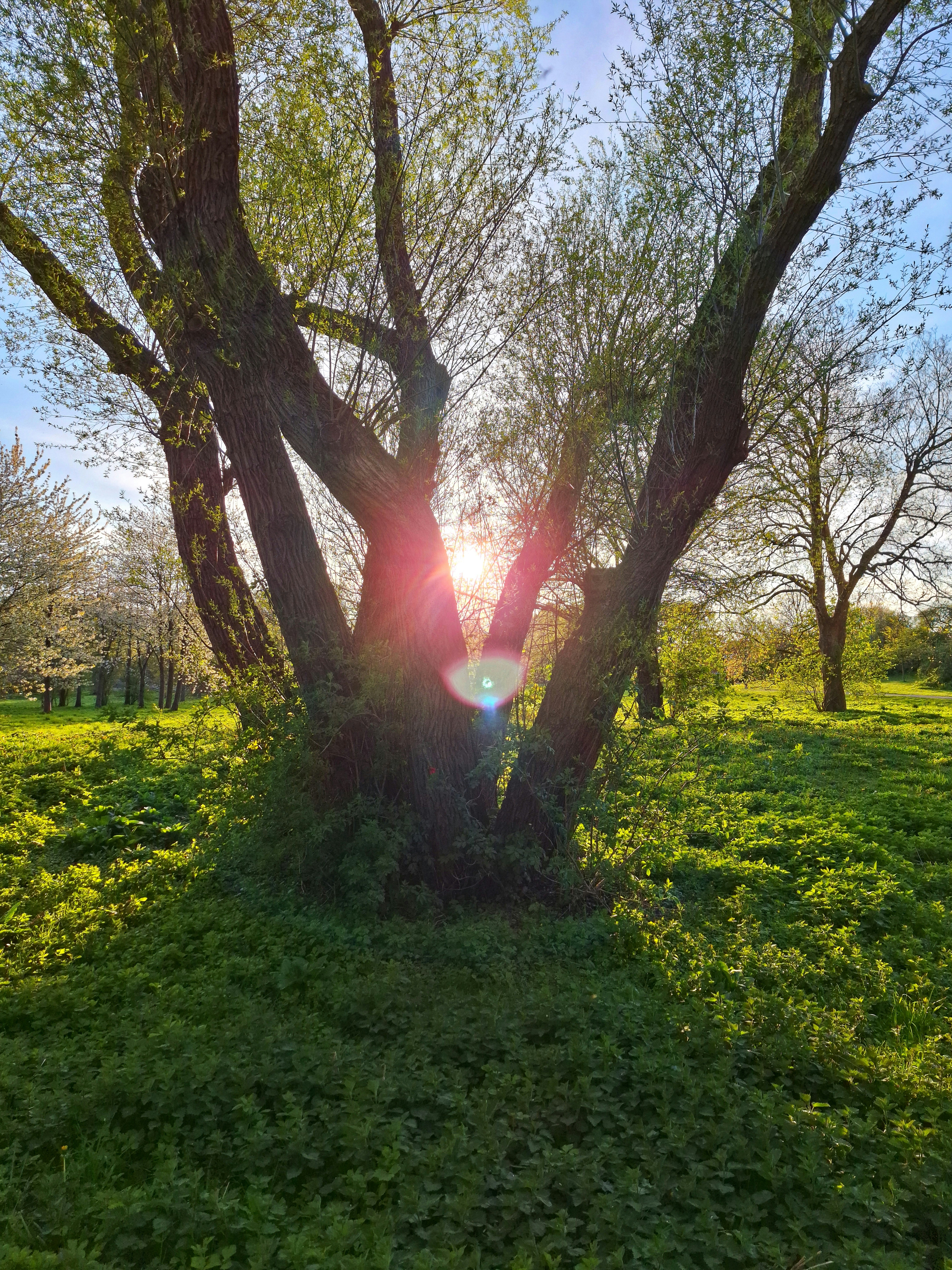 Sunlit Fork: A Tree Duo Framing a Botanical Clearing