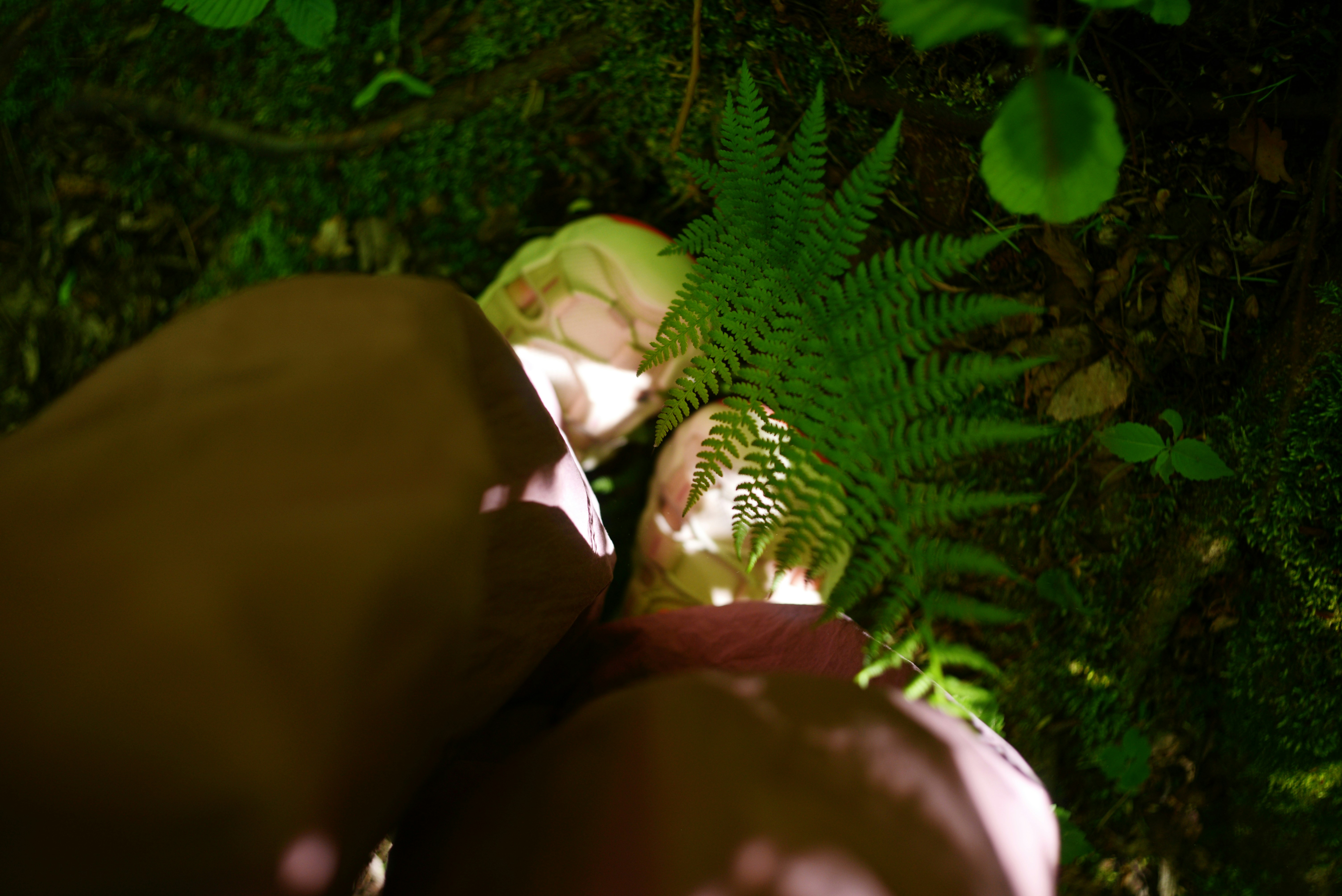 Veil of Ferns and Bare Footholds: A Ground-Level Walk