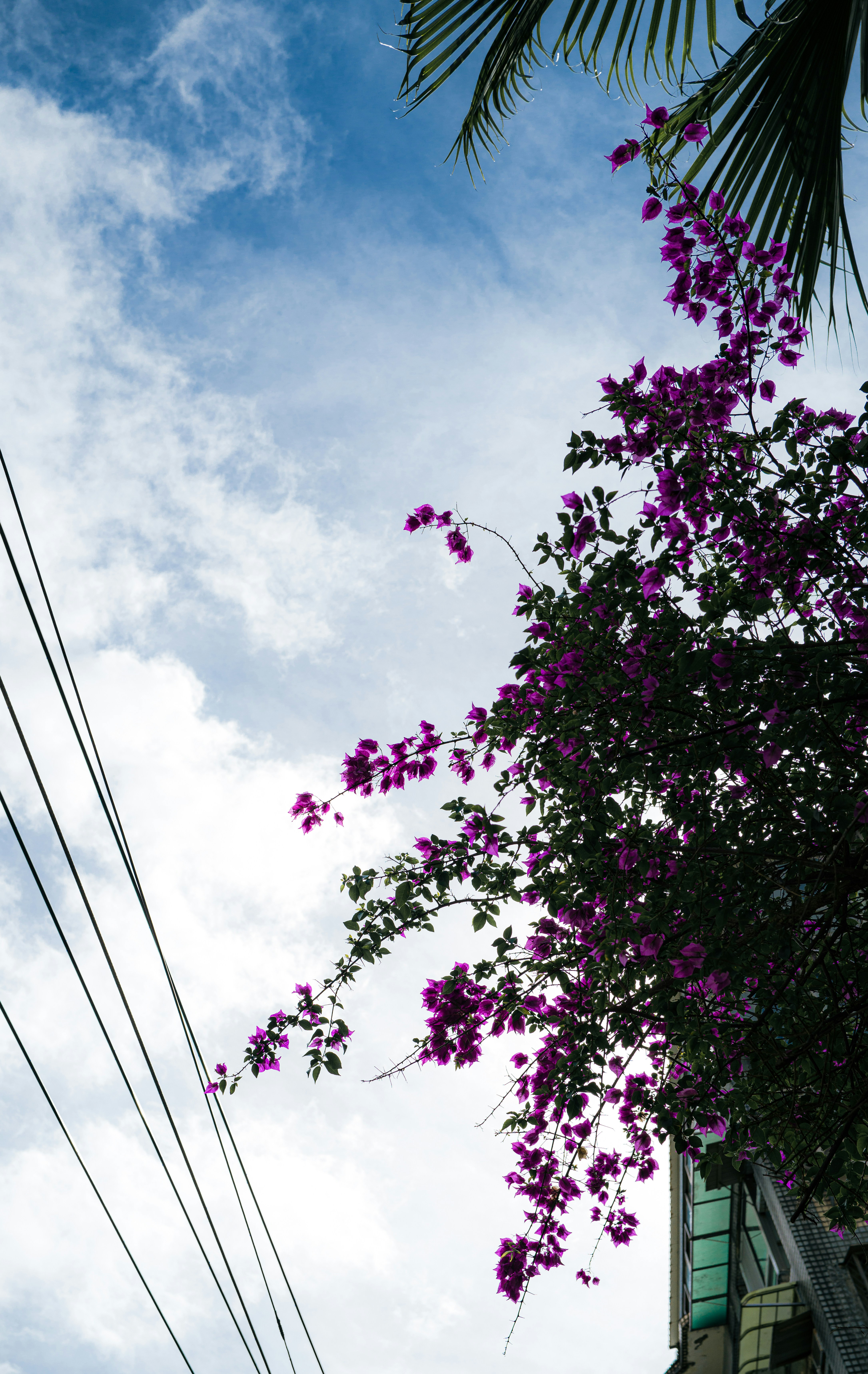 Bougainvillea at the Edge of Sky