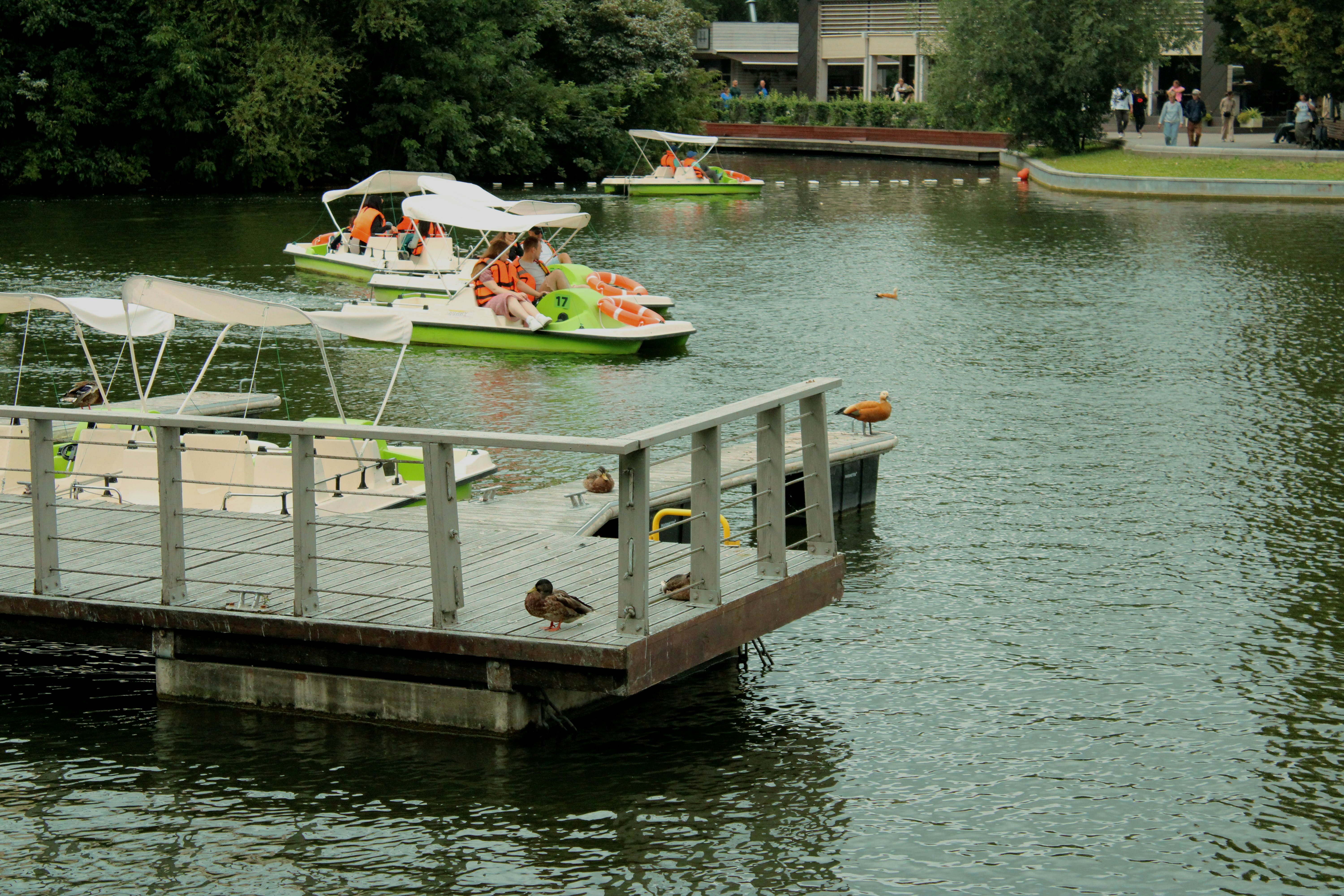 Pedal Boats at a Calm Park Lake