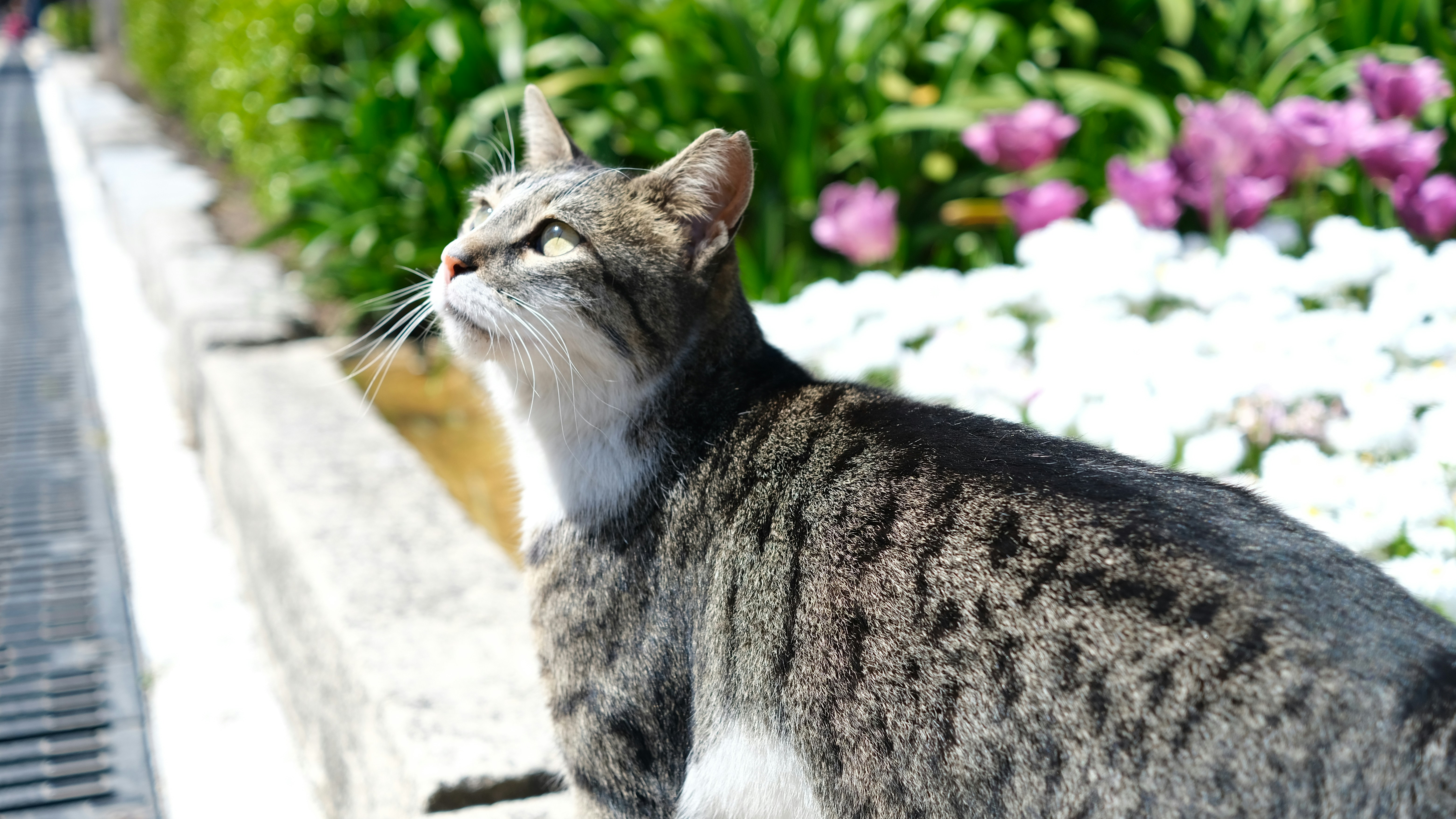 Sunlit tabby on a flowered border