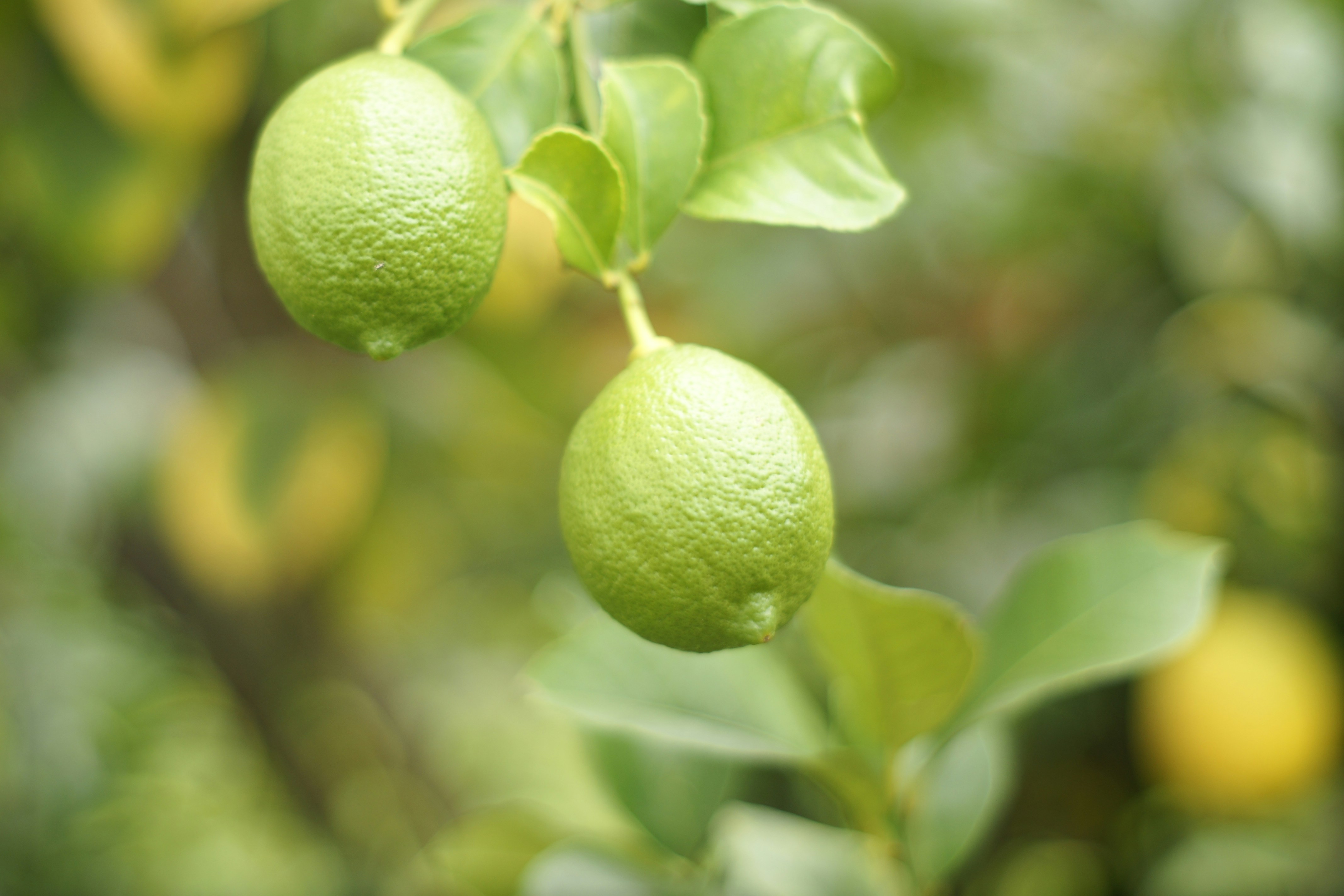 Limes on a Sunlit Citrus Branch