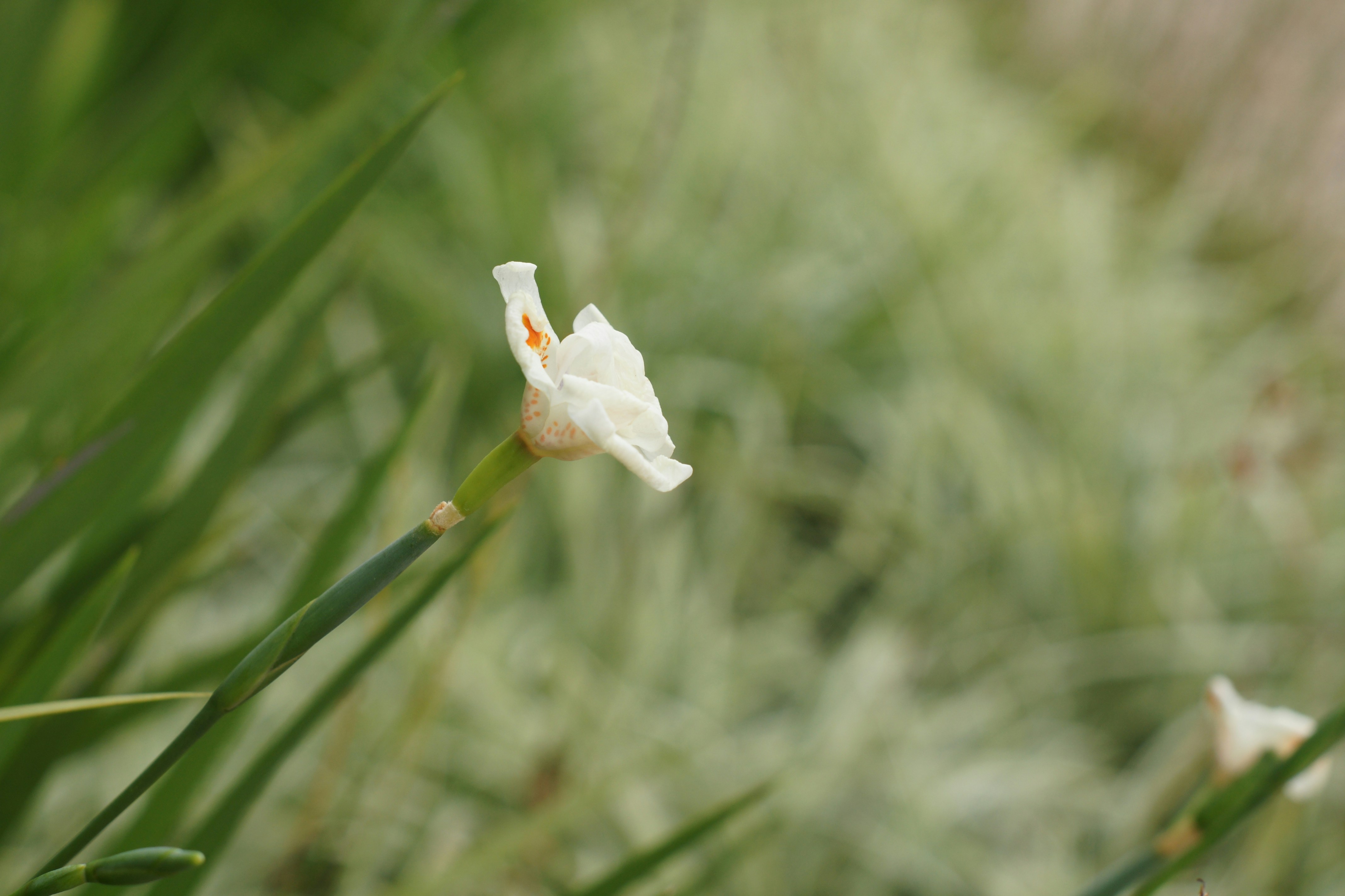 White flower with pale orange speck on a blurred grassy backdrop
