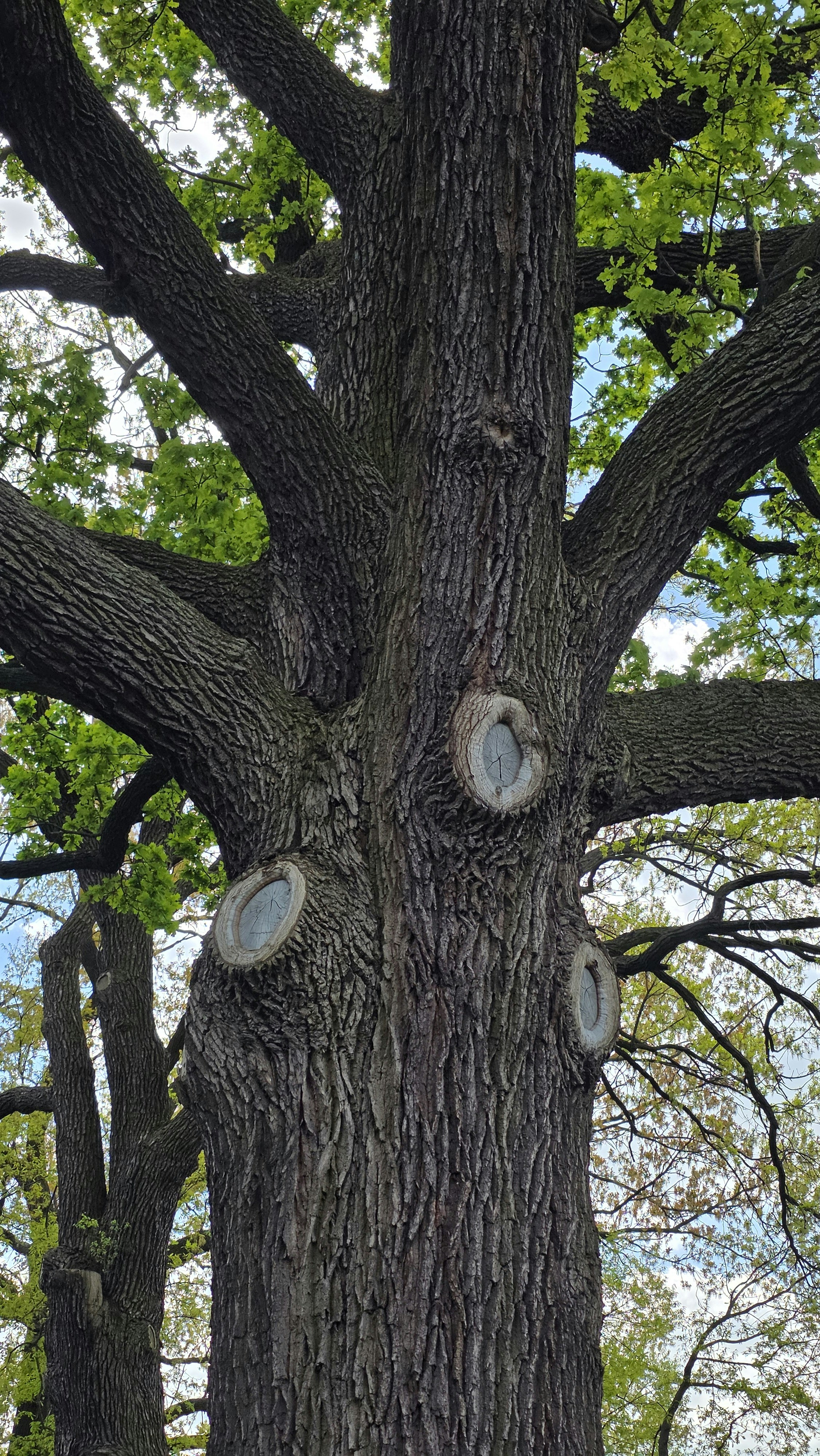 Ancient Arboreal Sentinel with Carved Trunk Extensions