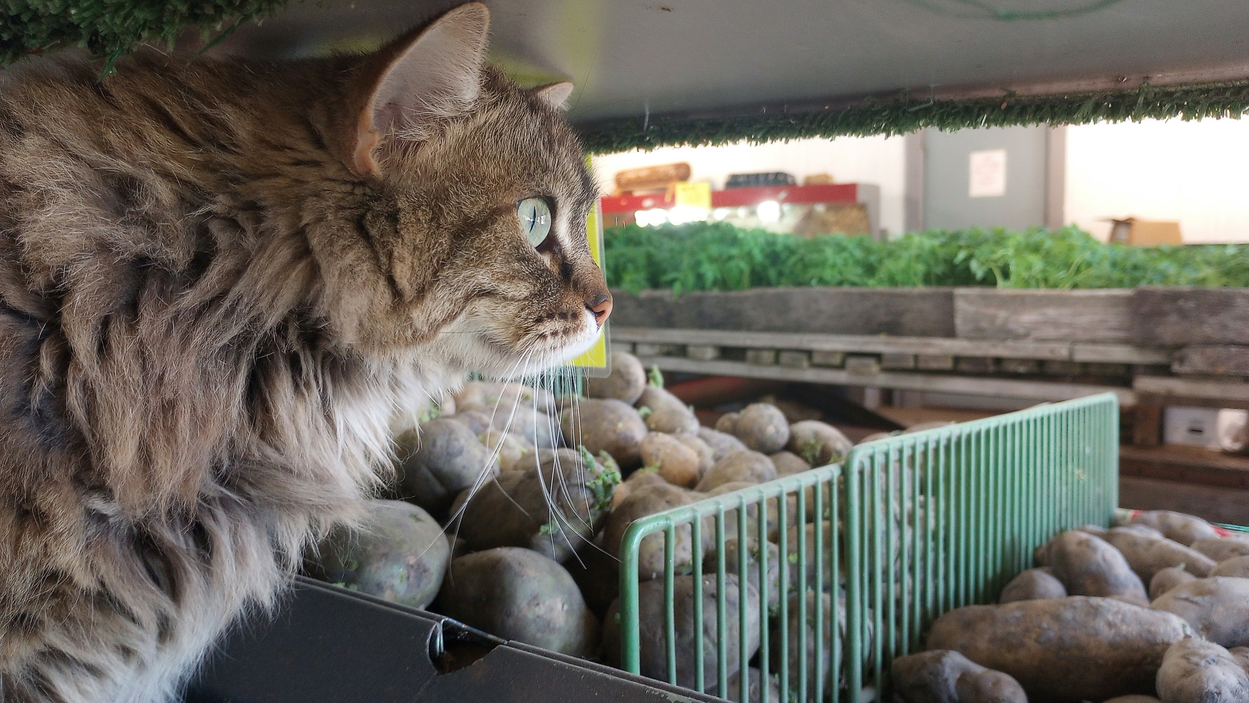 Curious Cat Under the Market Bench