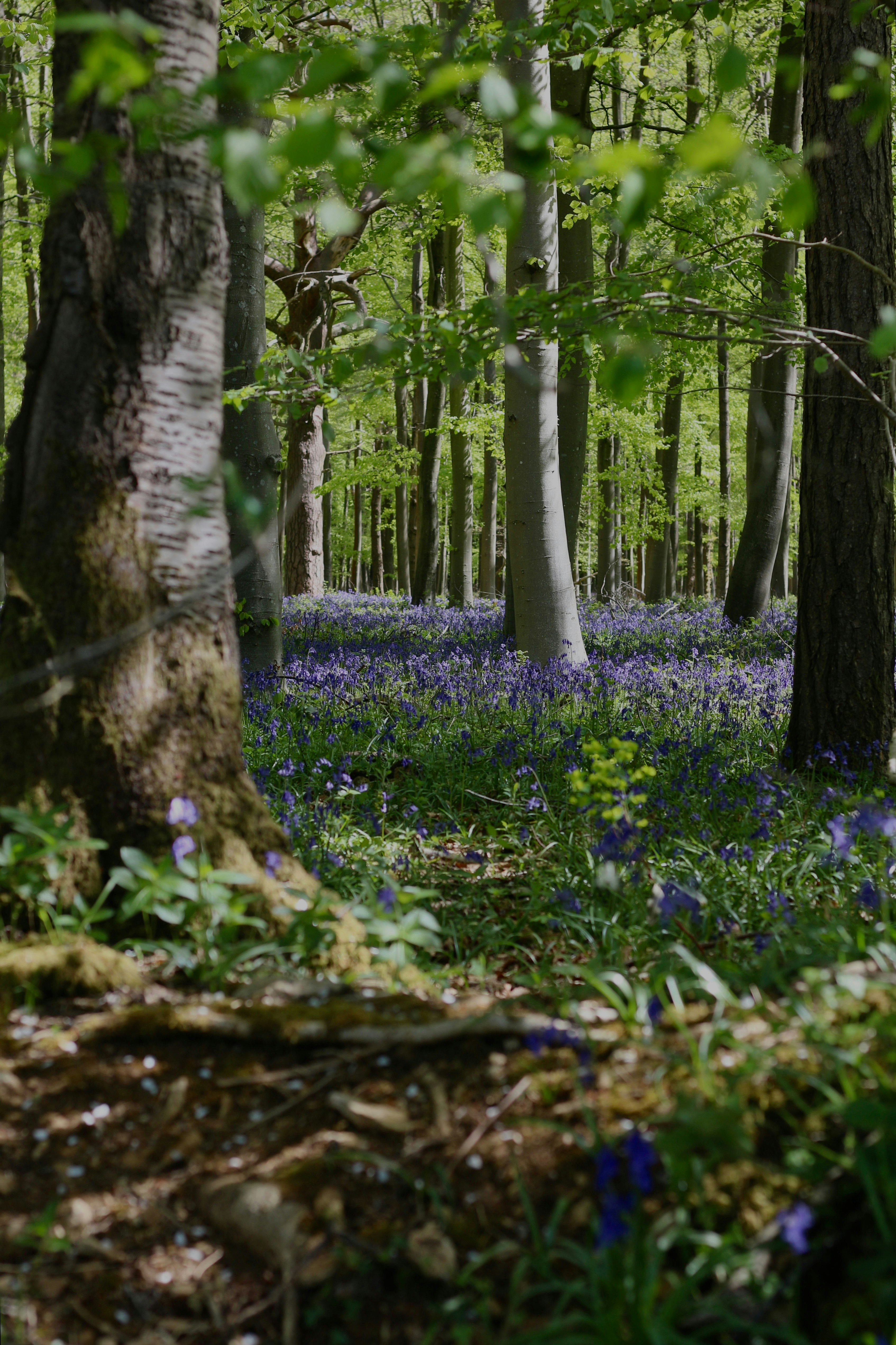 Bluebell Forest Corridor