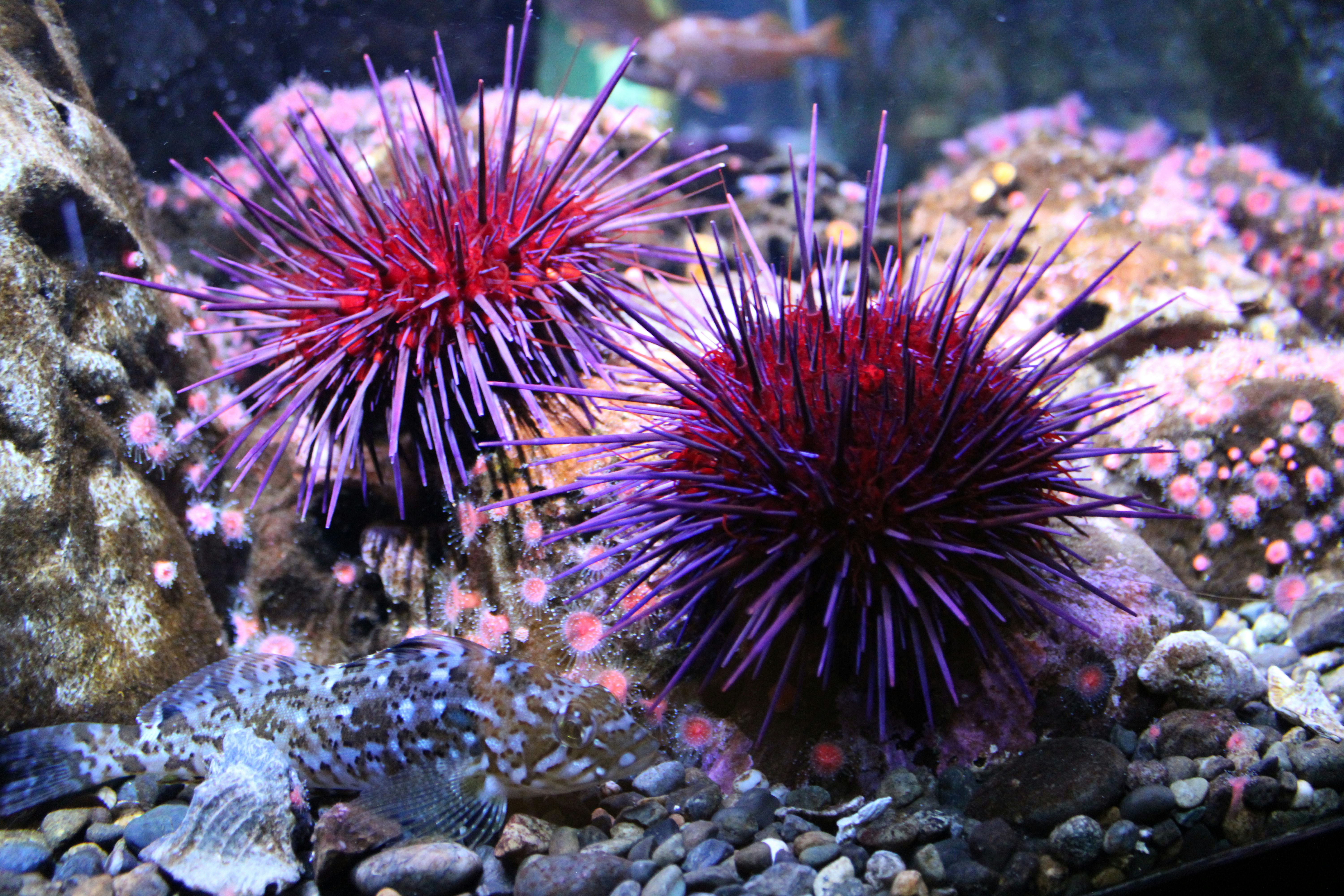 Crimson Sea Urchins Among Coral Frost