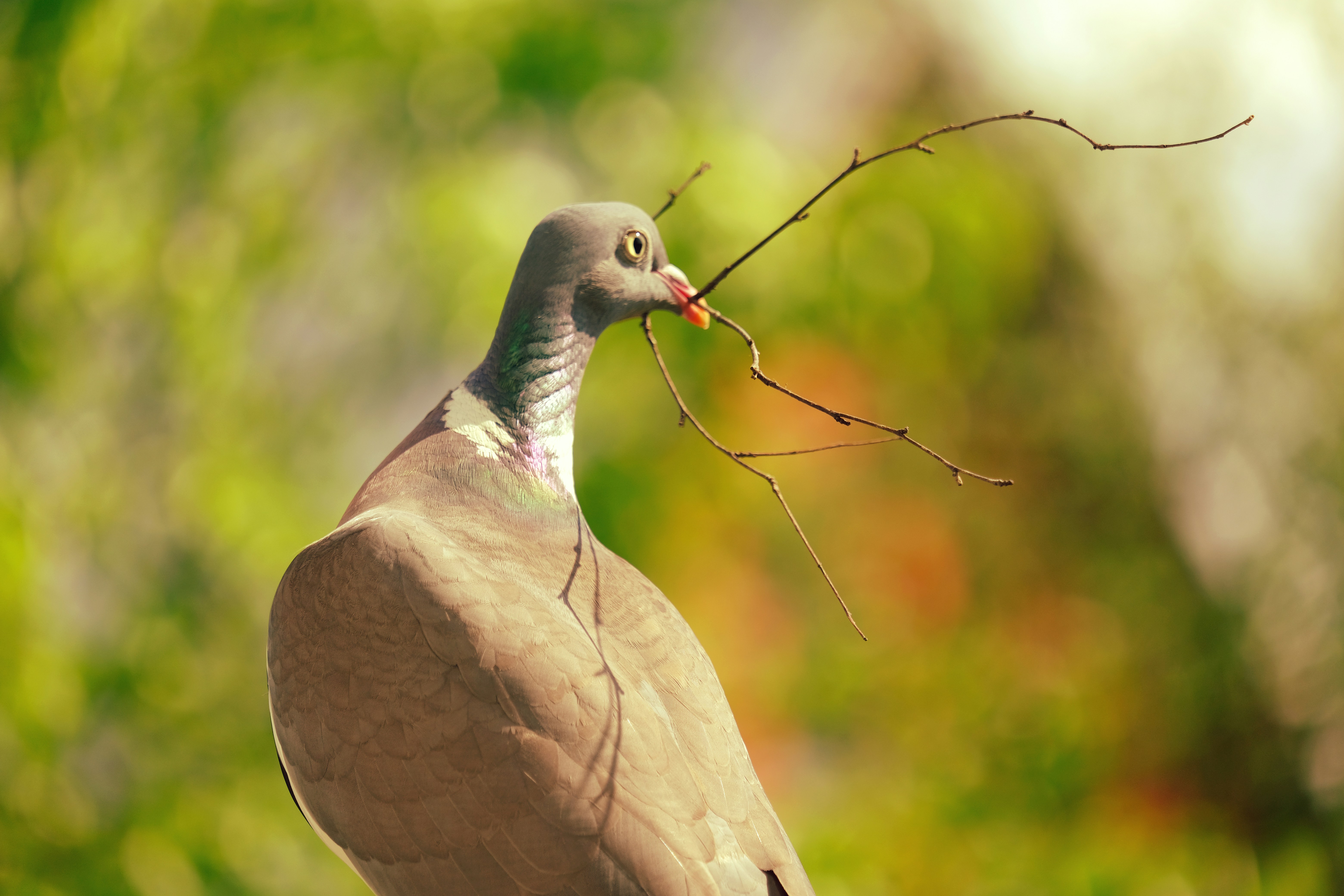 Pigeon Portrait: Branch-Borne Vigil in Golden Glow