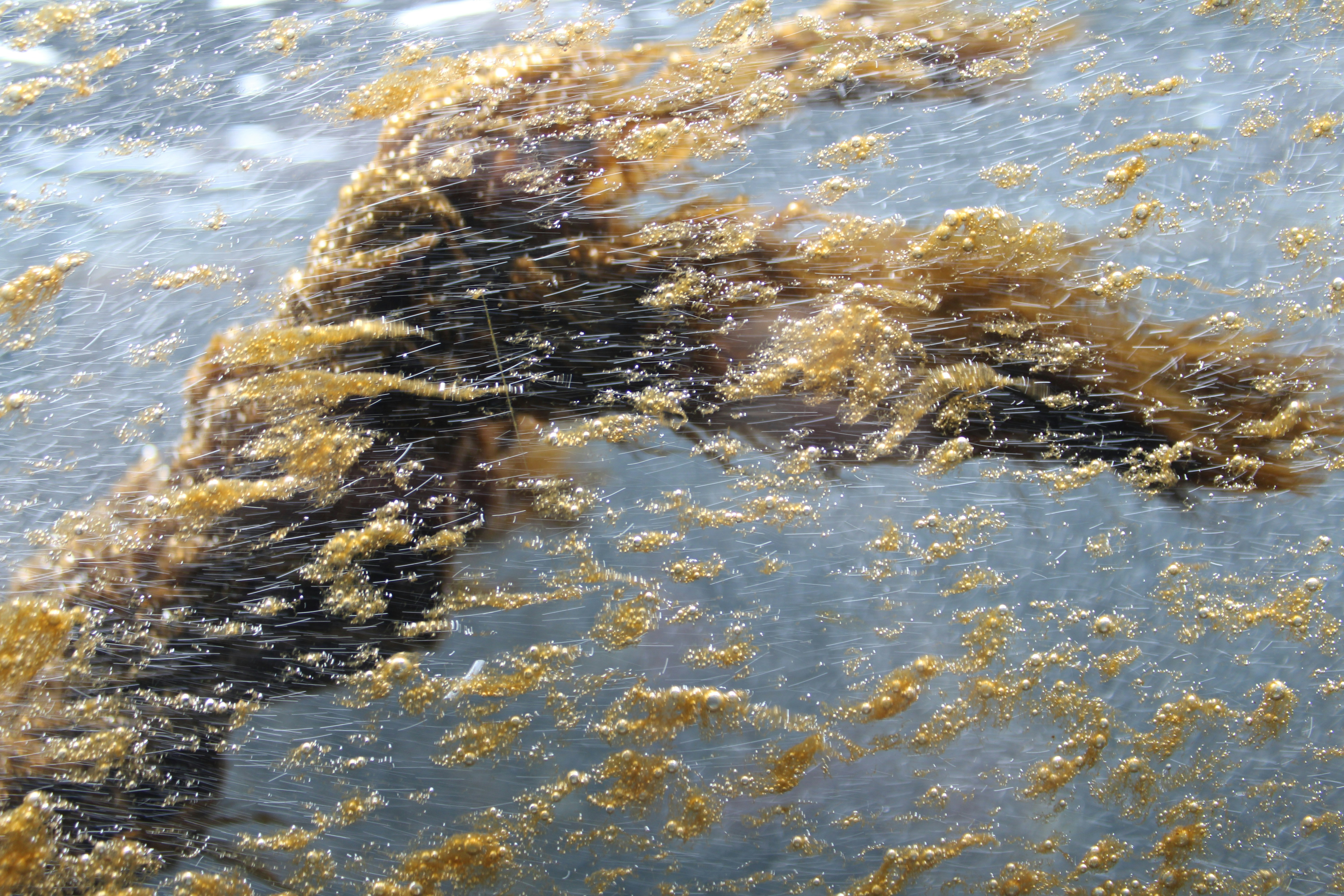 Fractured Light: Golden Foliage Fringes Across a Dark Stripe