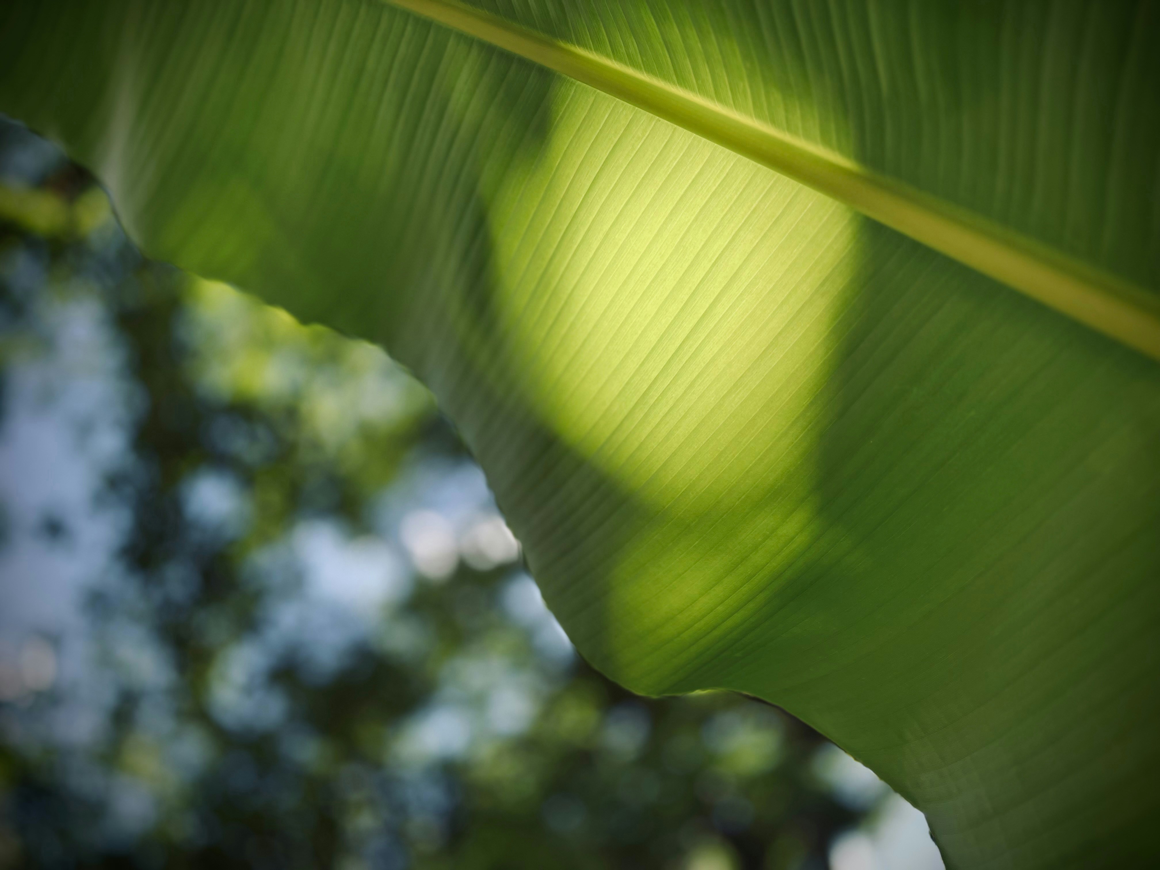 Sunlit banana leaf edge: abstract green motion and shadow play