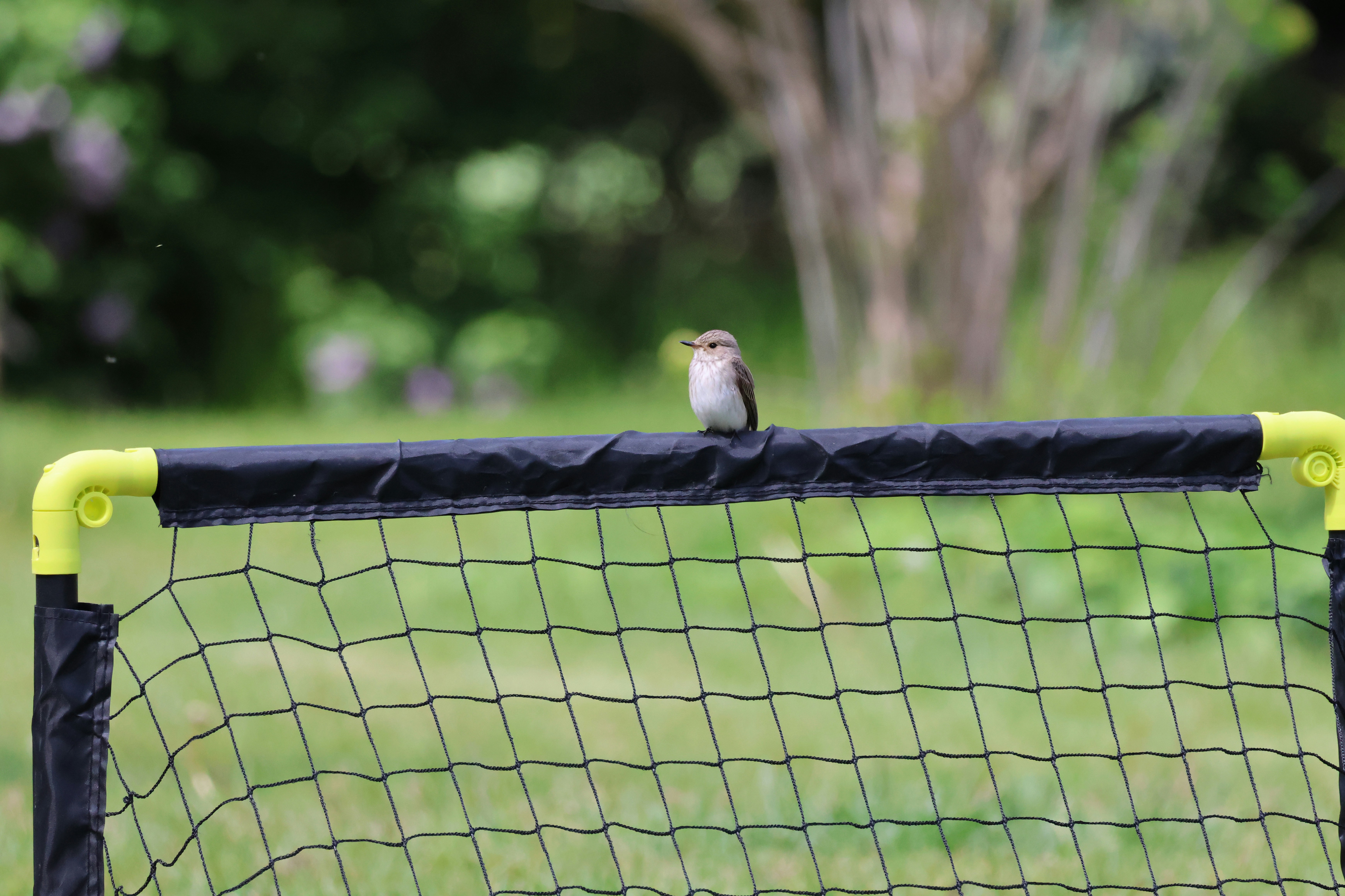 Tiny Sentinel on Top of a Net: A Sparrow Guards the Gate