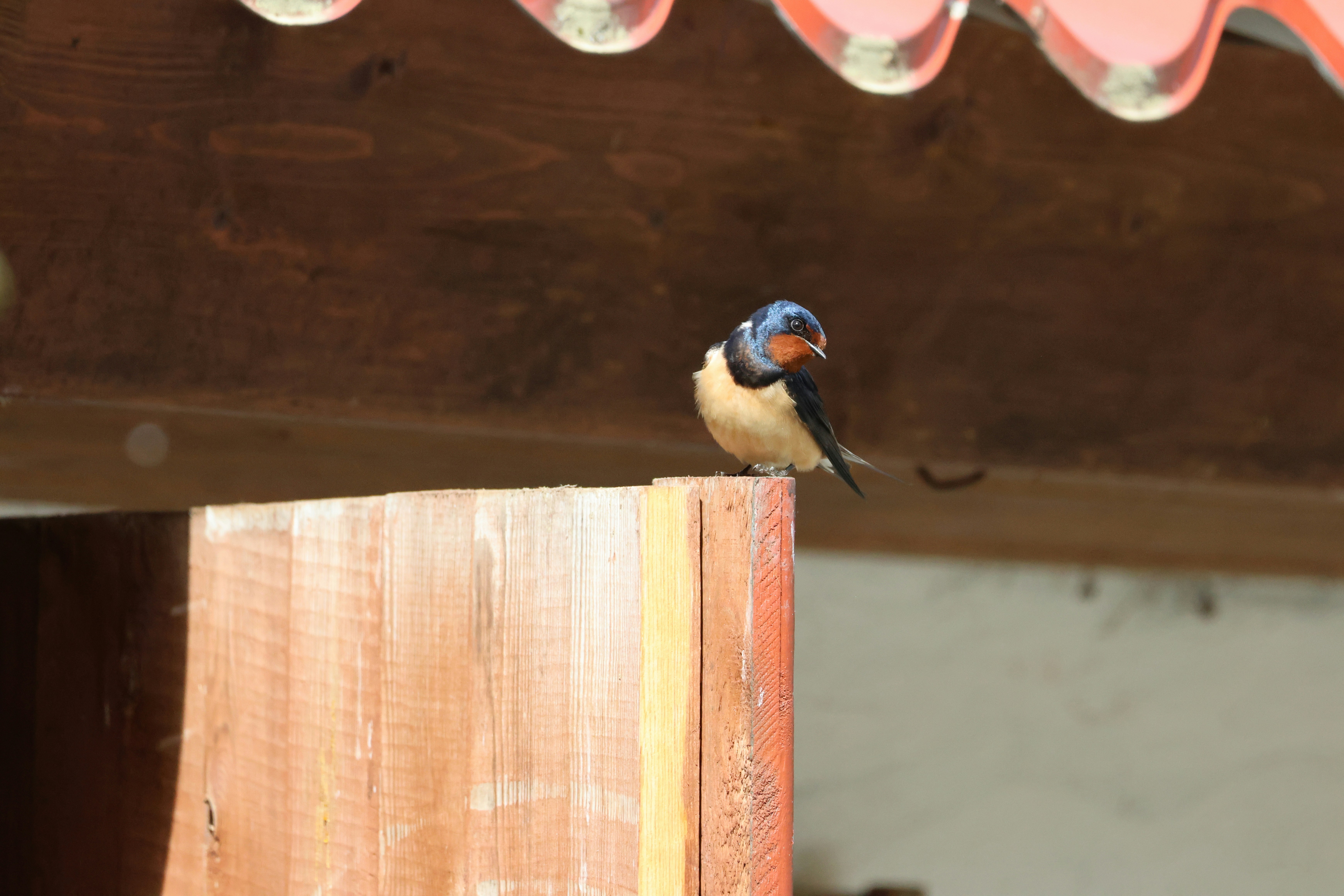 Tiny Swallow on a Weathered Post