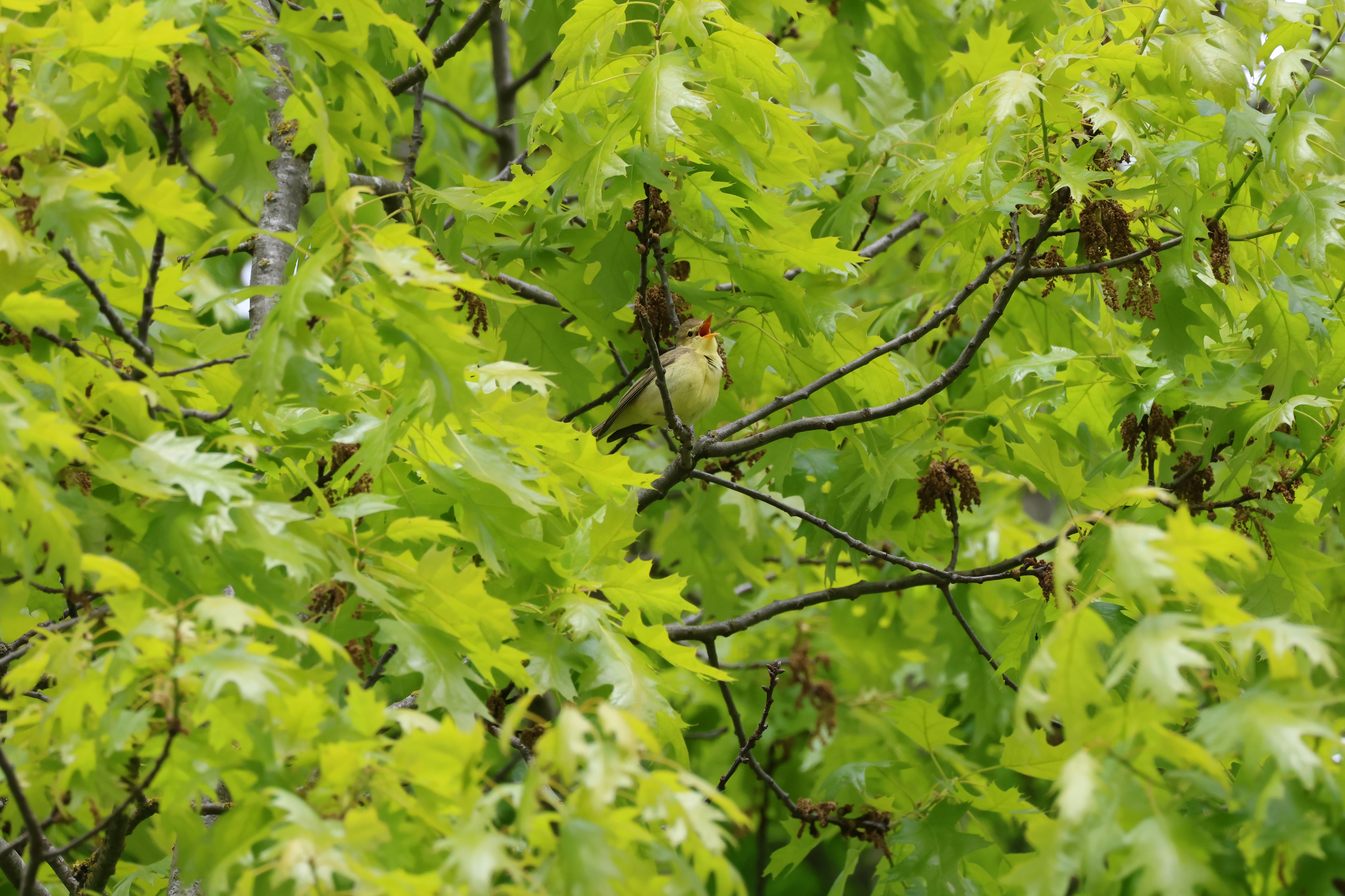 Emerald Canopy Observer: A Small Bird Amid Fresh Spring Leaves