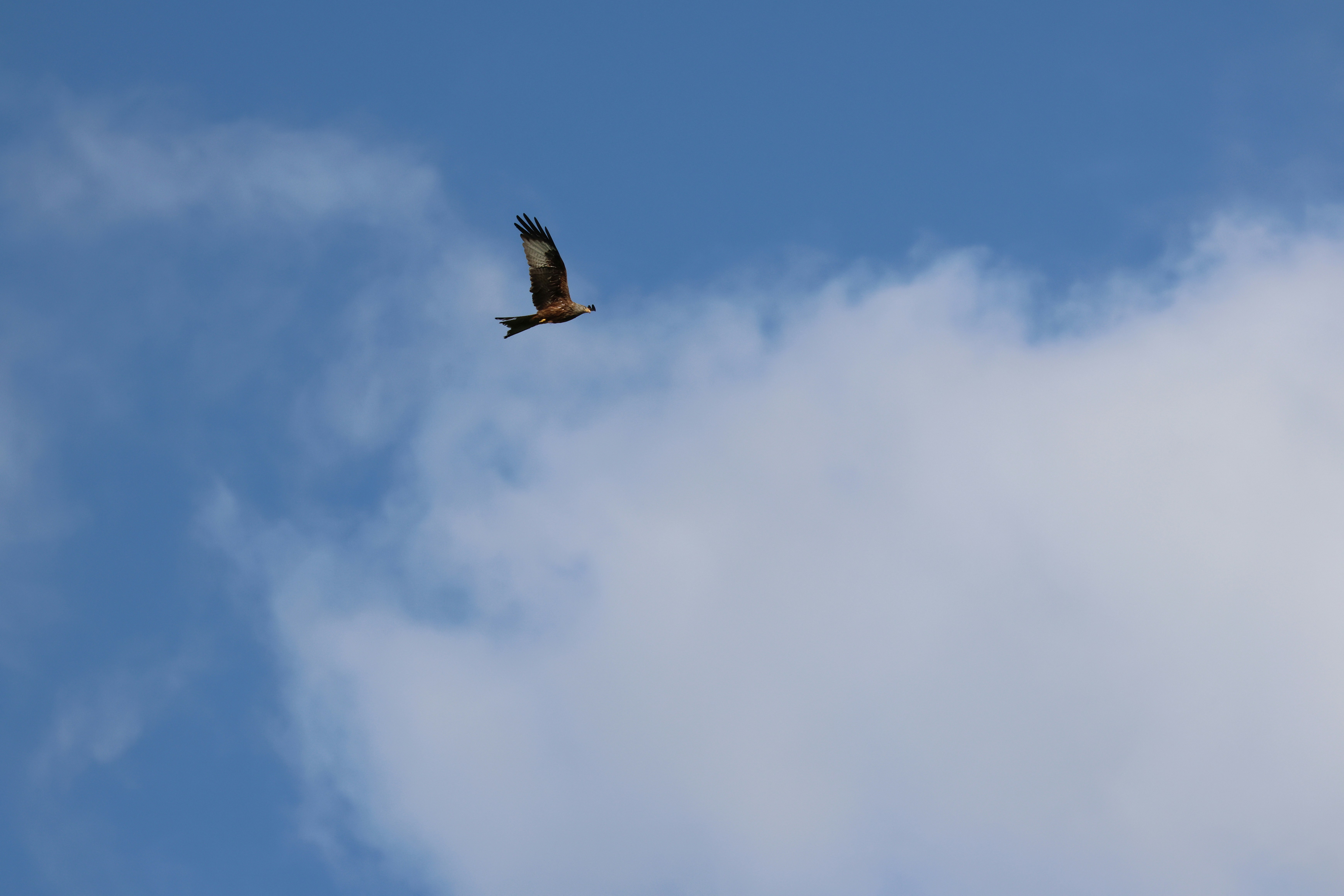 Soaring Silhouette: A Hawk in Clear Sky