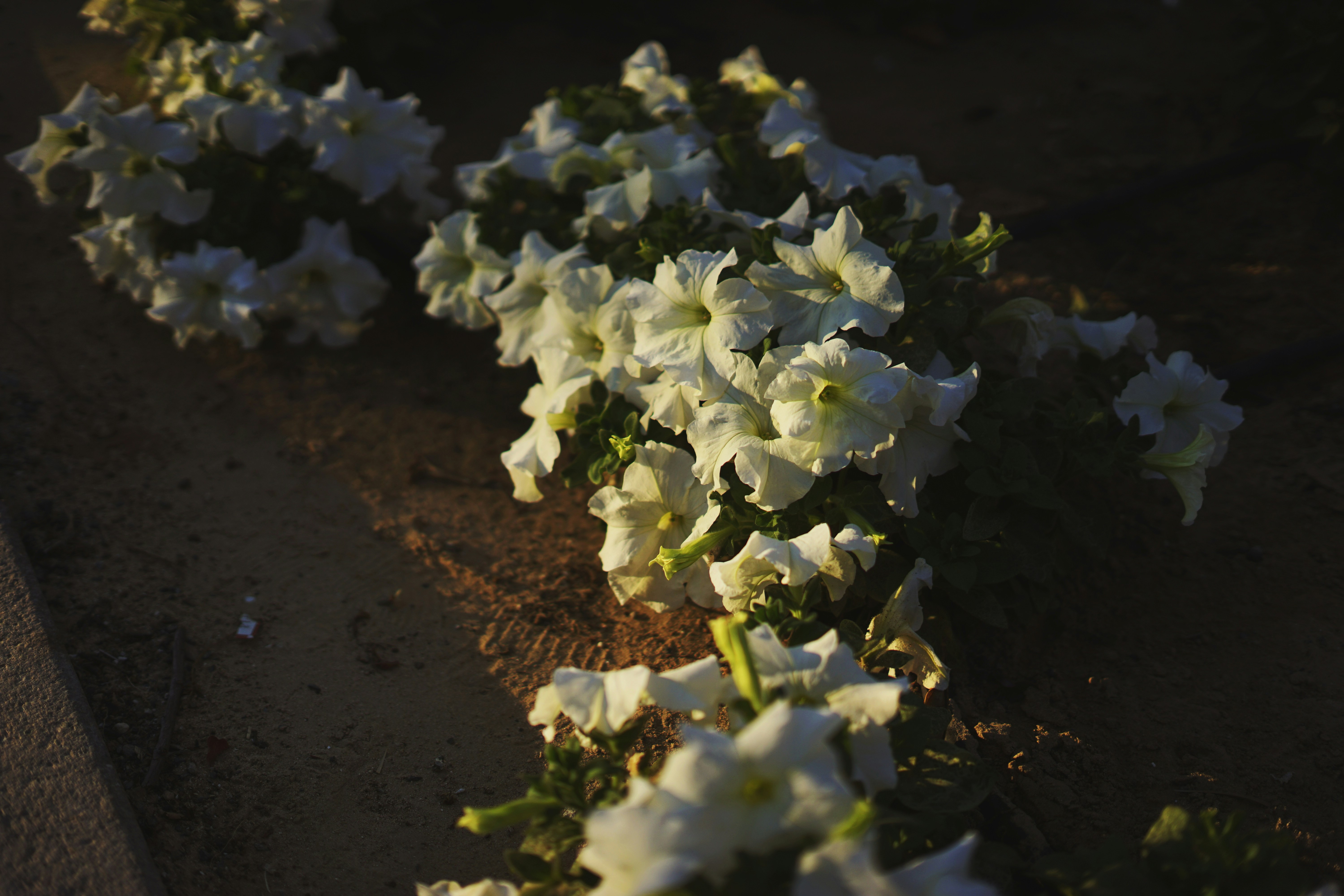 Whispering Rows of White Petals in Morning Light