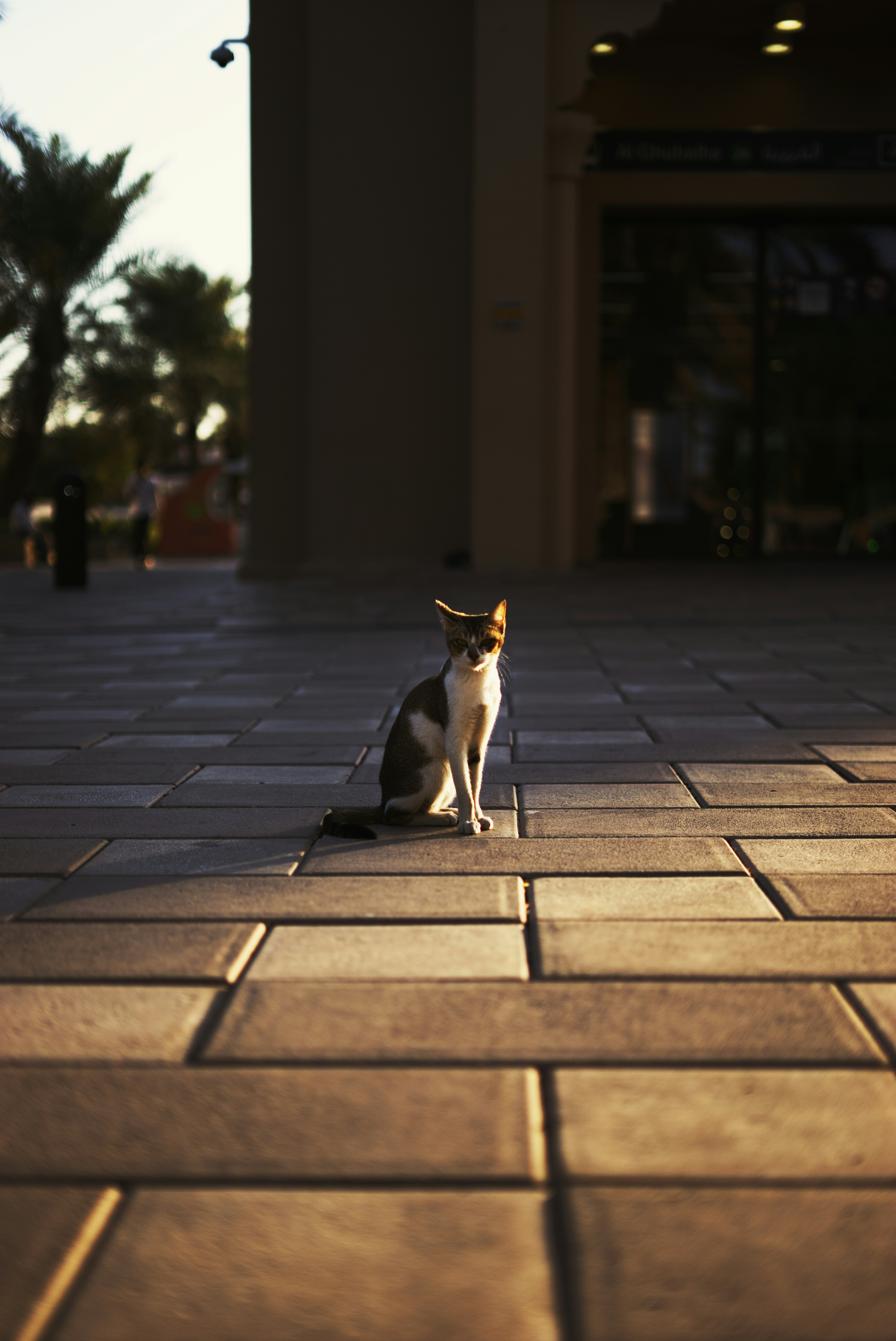 Sunlit Courtyard Cat: Quiet Majesty in the Evening Light