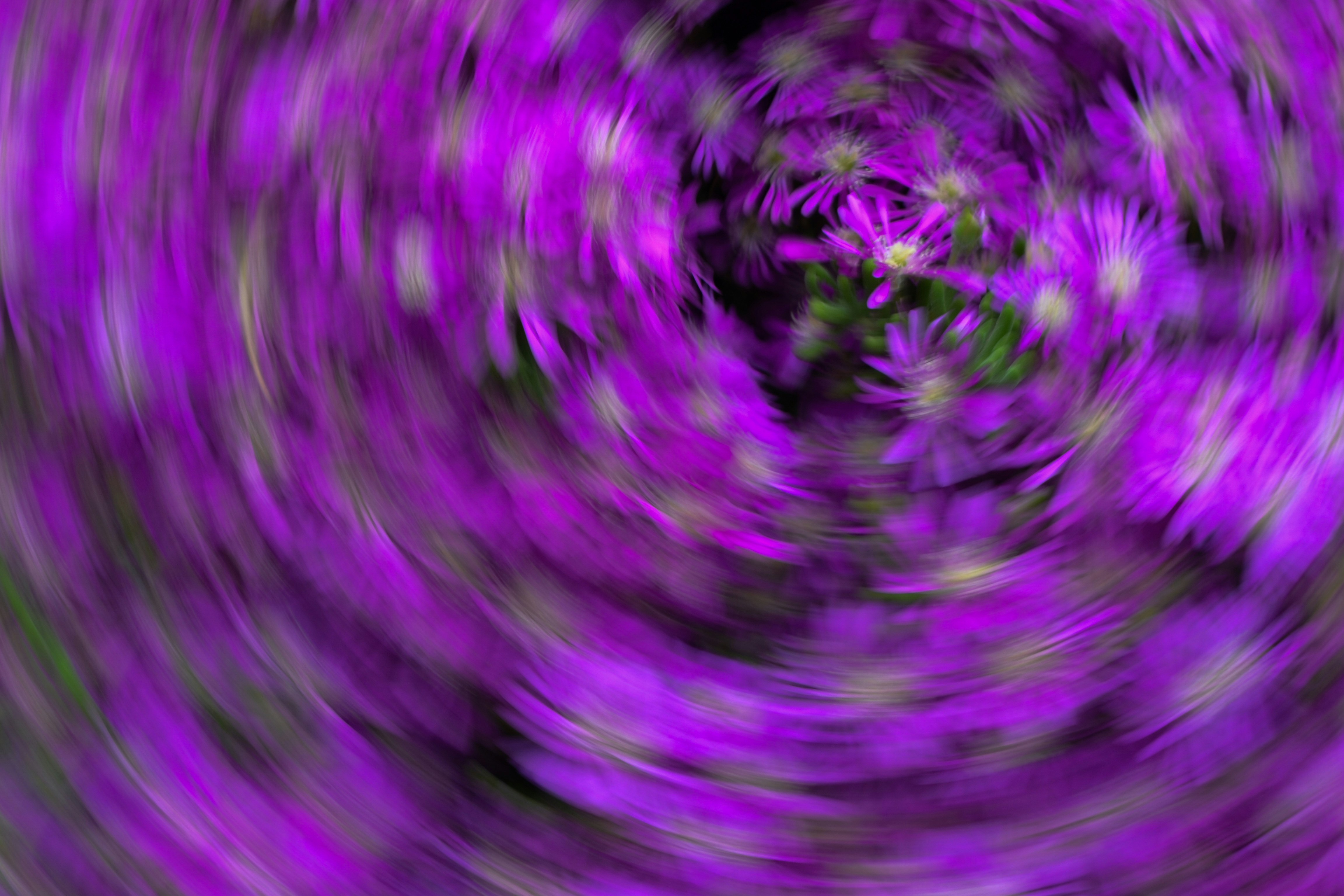 Purple Bloom Whirlpool: A Vortex of Lavender Flowers