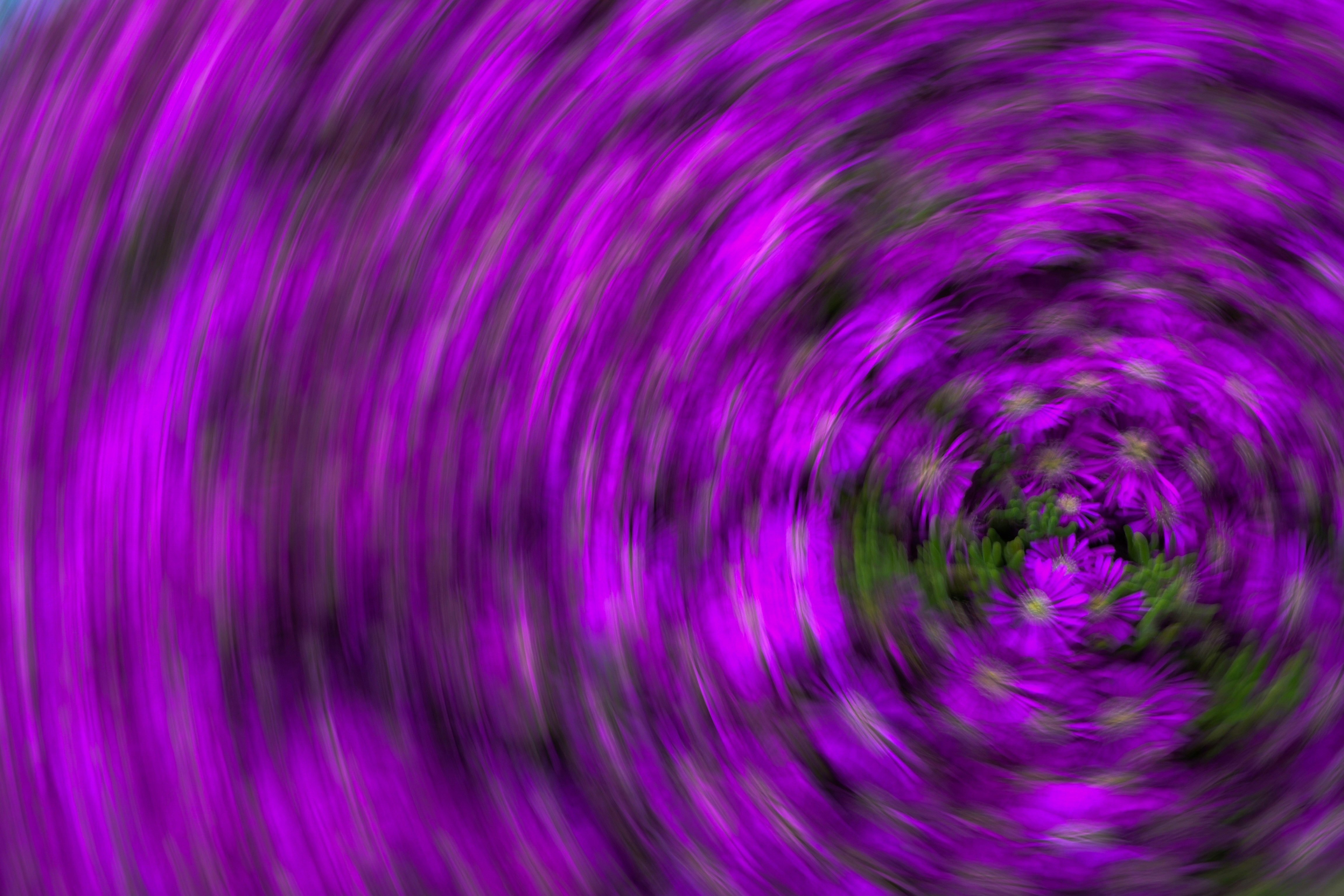 Violet Whirl: A Blooming Vortex in Motion