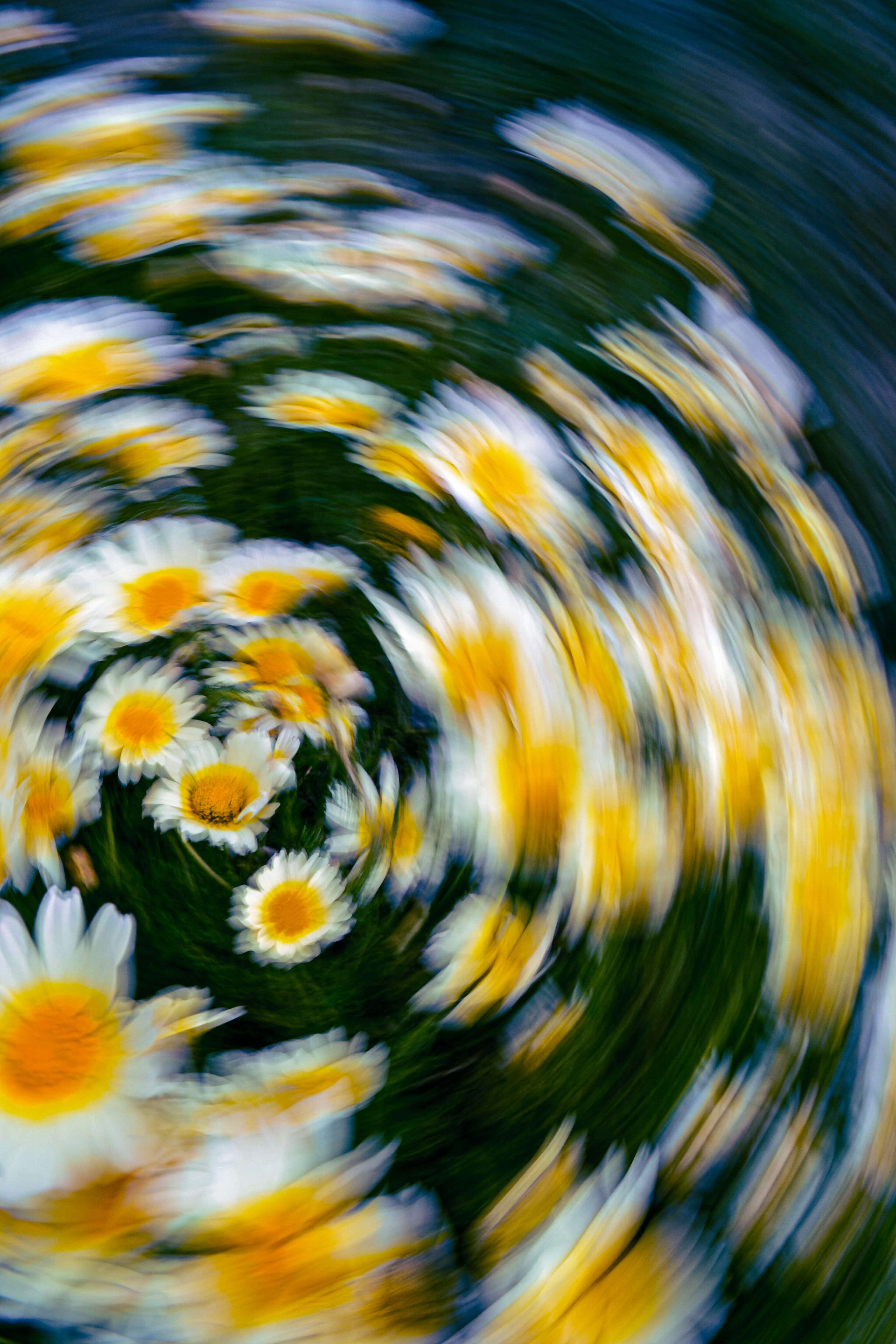 Whirlpool of Daisy Light: A Swirl of Summer Blooms