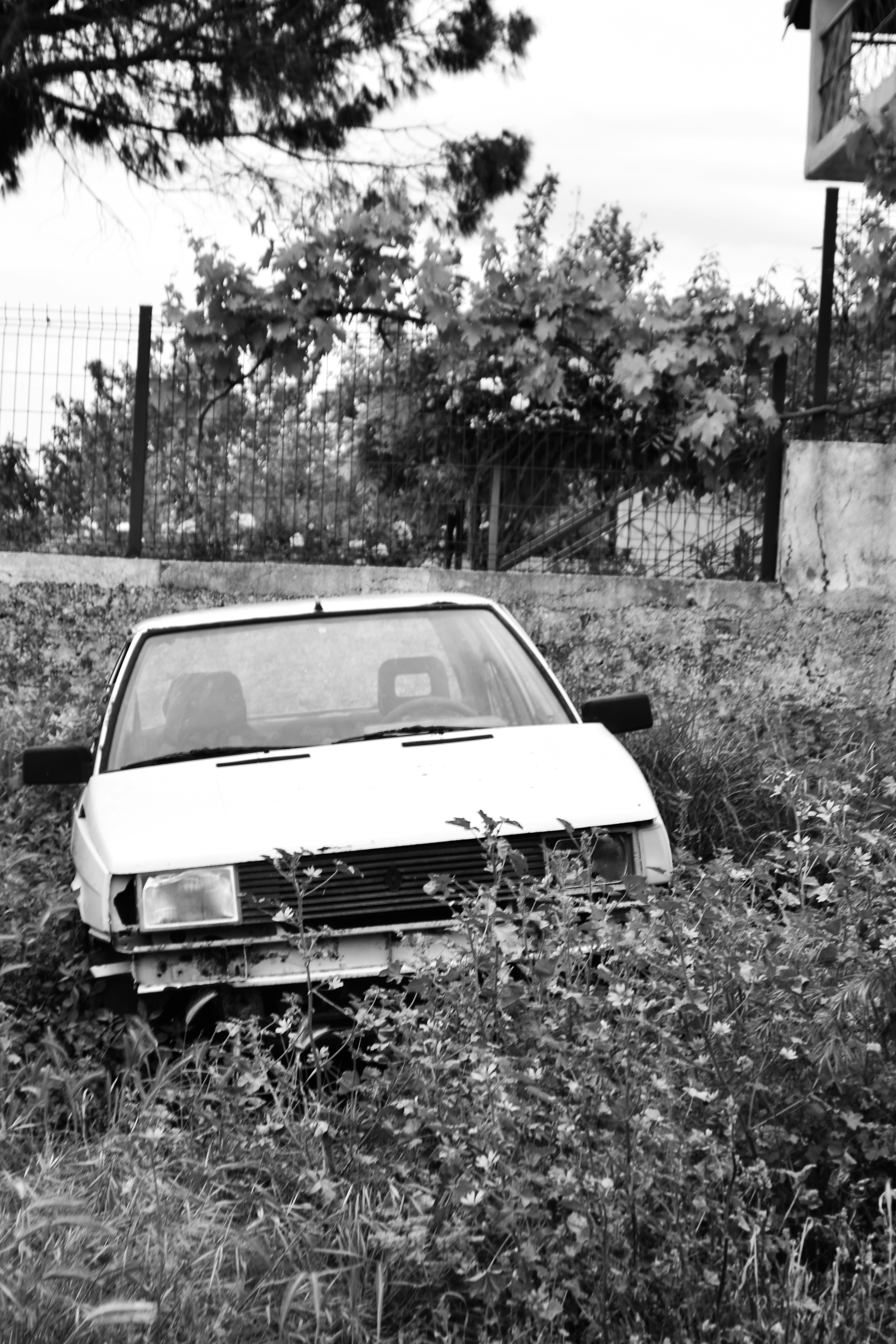 Abandoned Car Reclaimed by Wildflowers