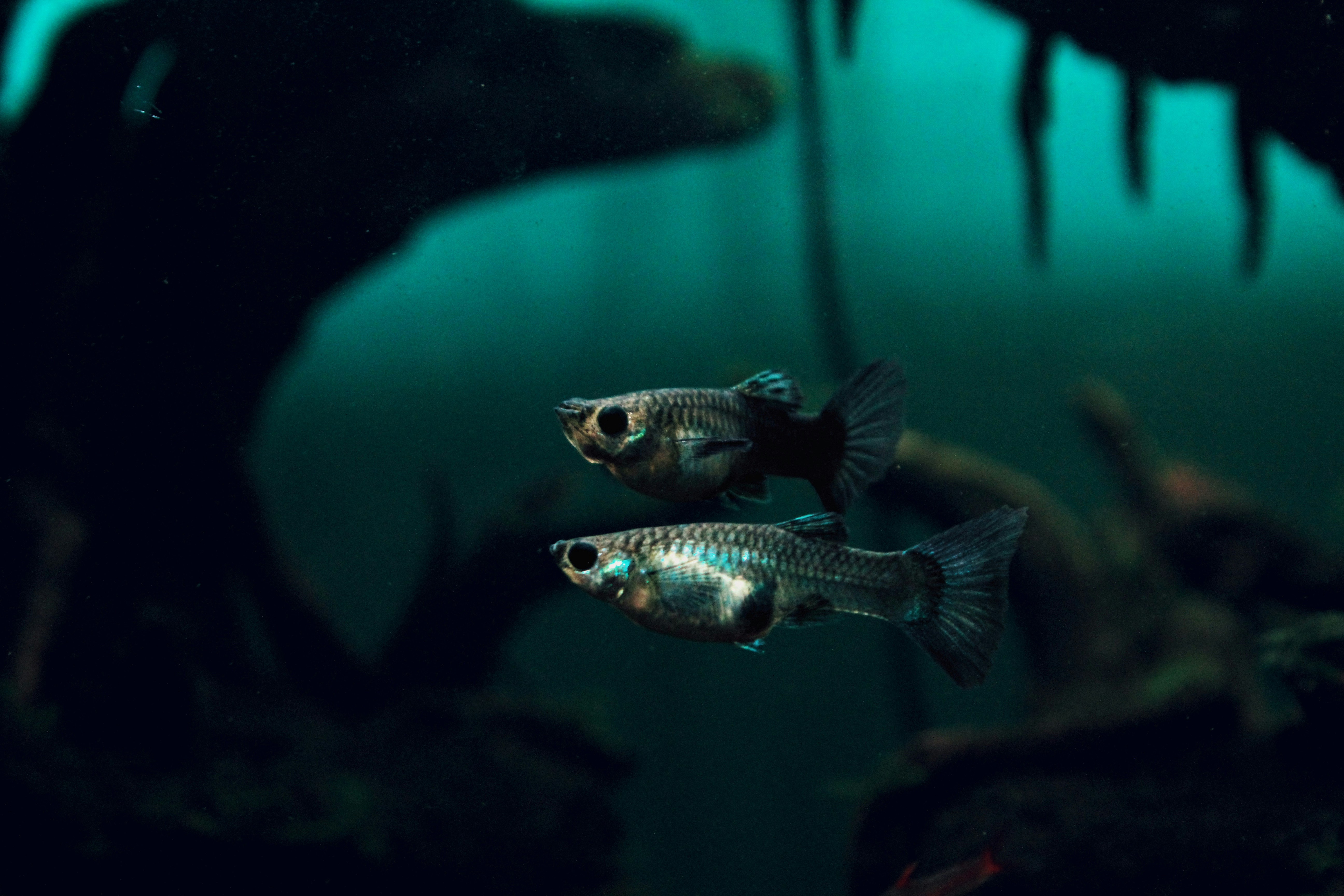 Twin Flares: Two Neon-Gilled Fish Hover in Dim Aquatic Depths