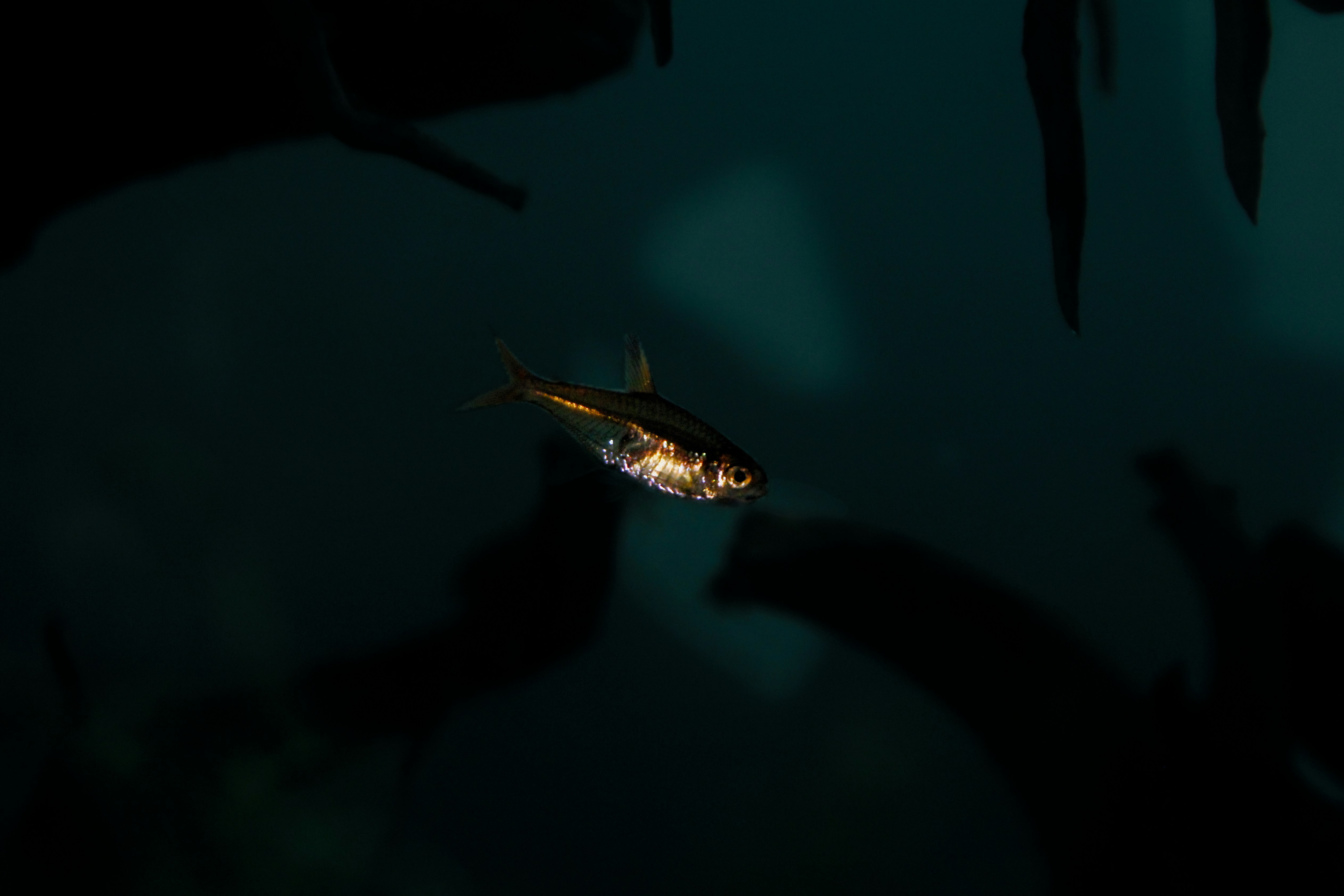 Ember tetra floating in the world of blue