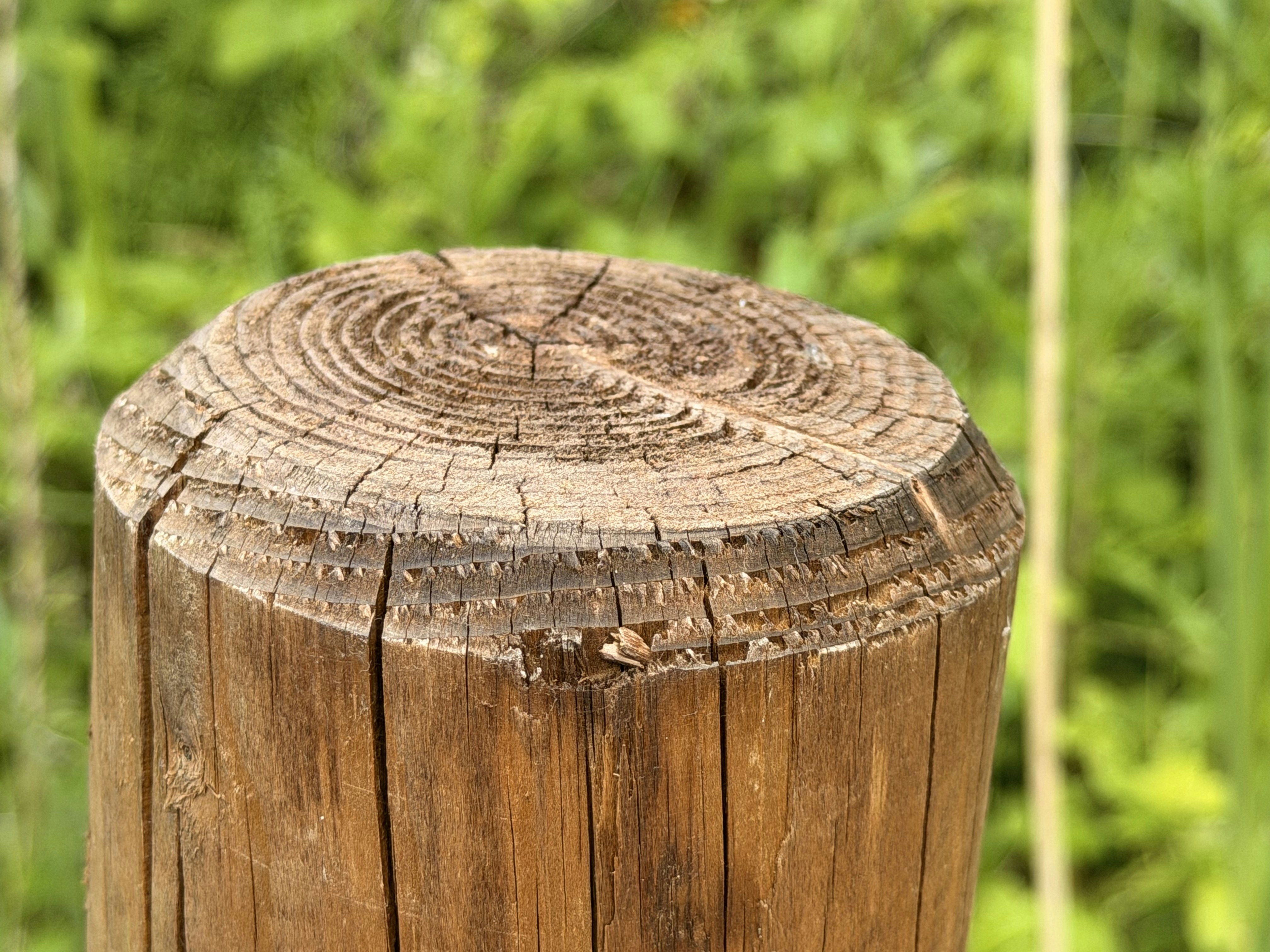 Weathered Timber Crown: A Close-Up of Tree Ring Strokes