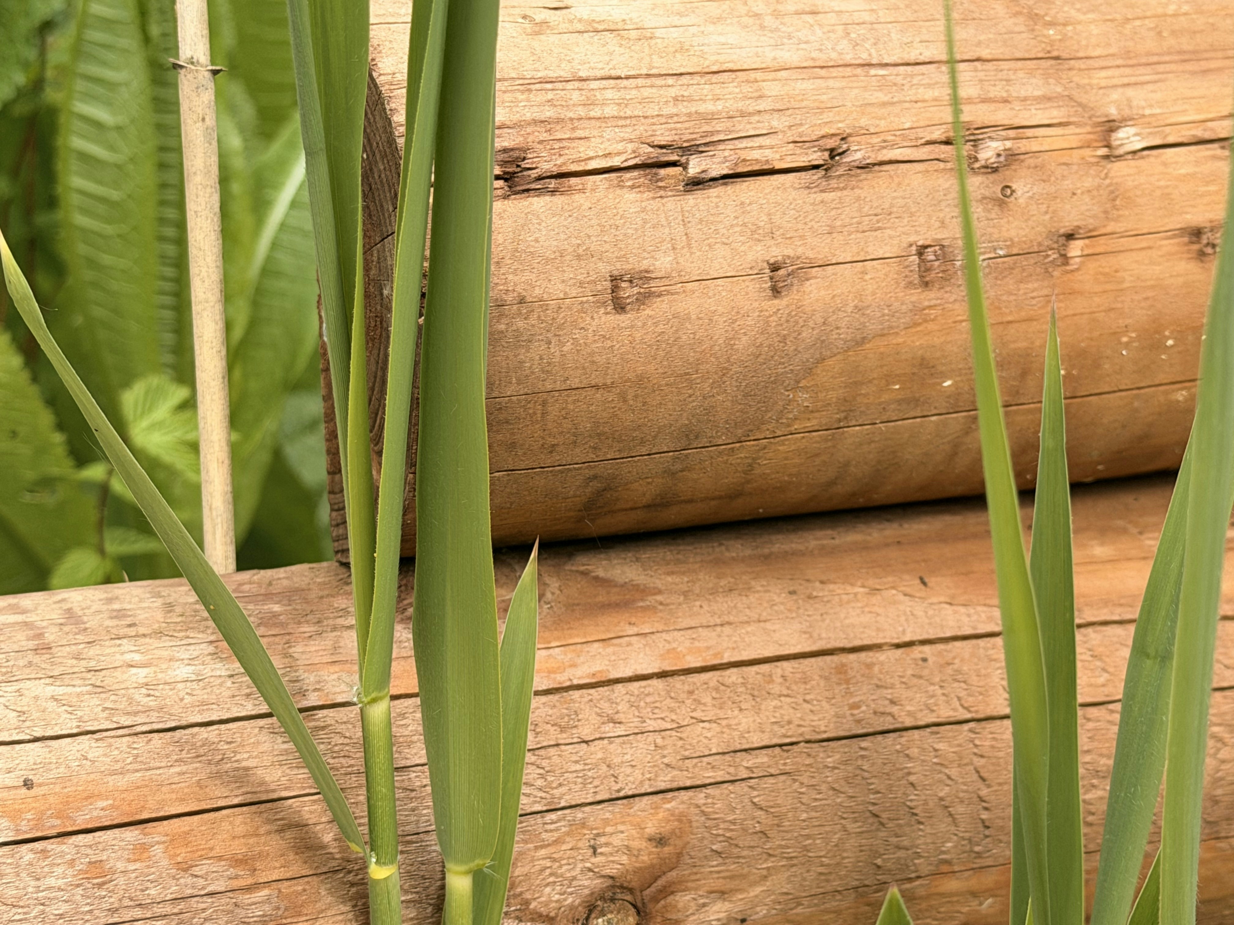 Green grass in front of a rustic wooden log fence.