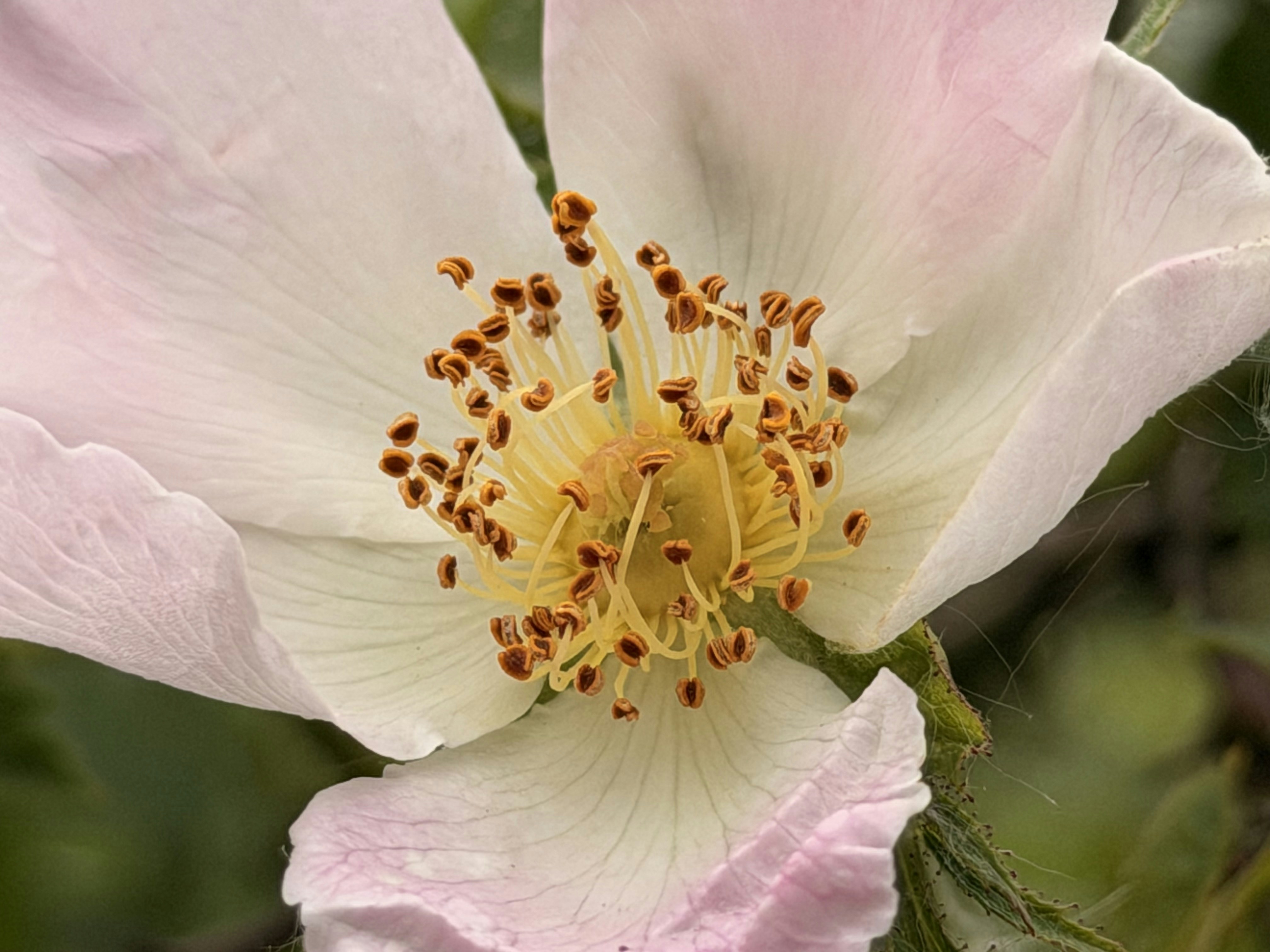Soft Petal Glow: a Pale Pink Bloom with Golden Center