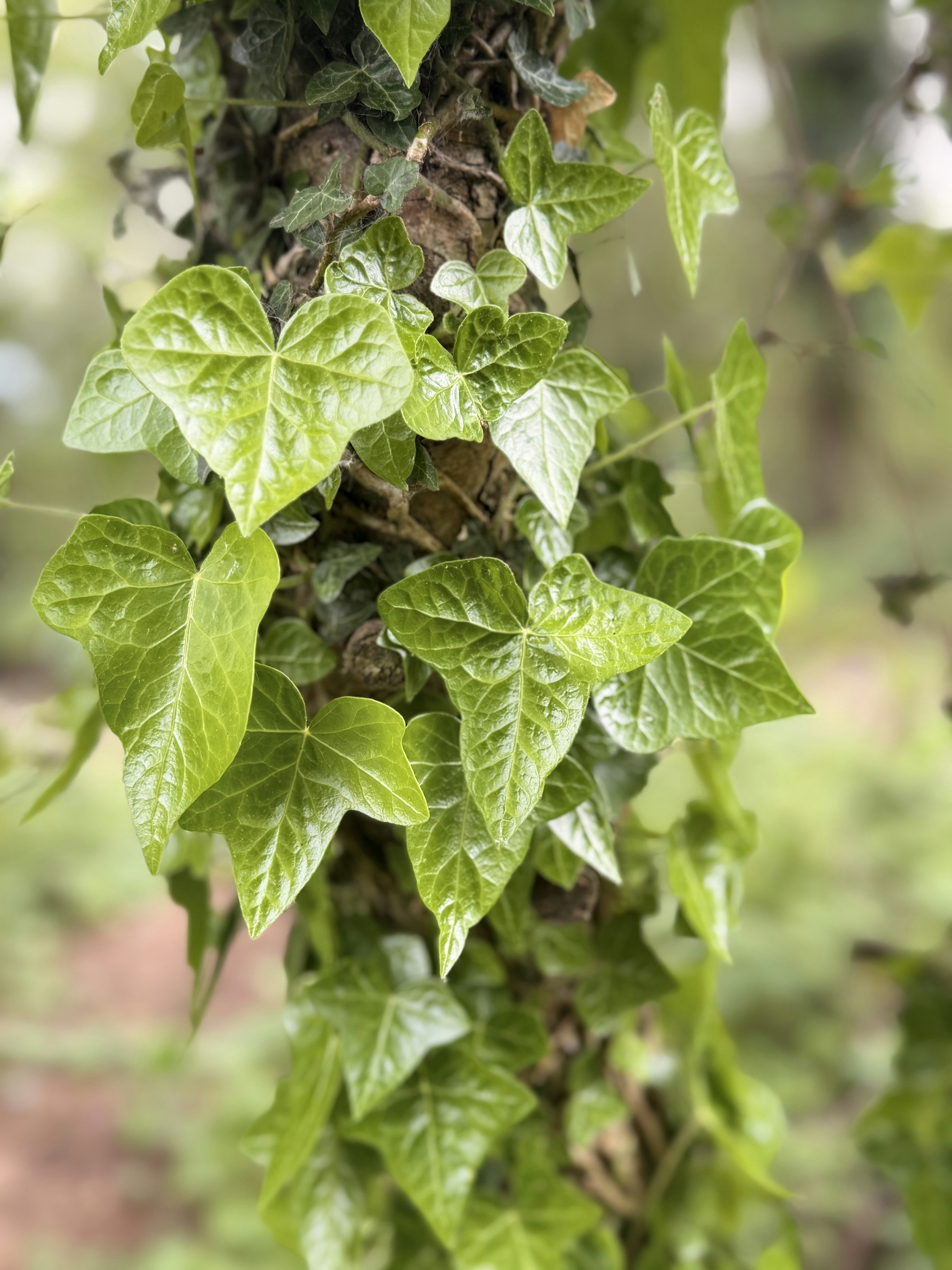 Ivy-clad Tree Trunk: Green Heartbeat of Leaves