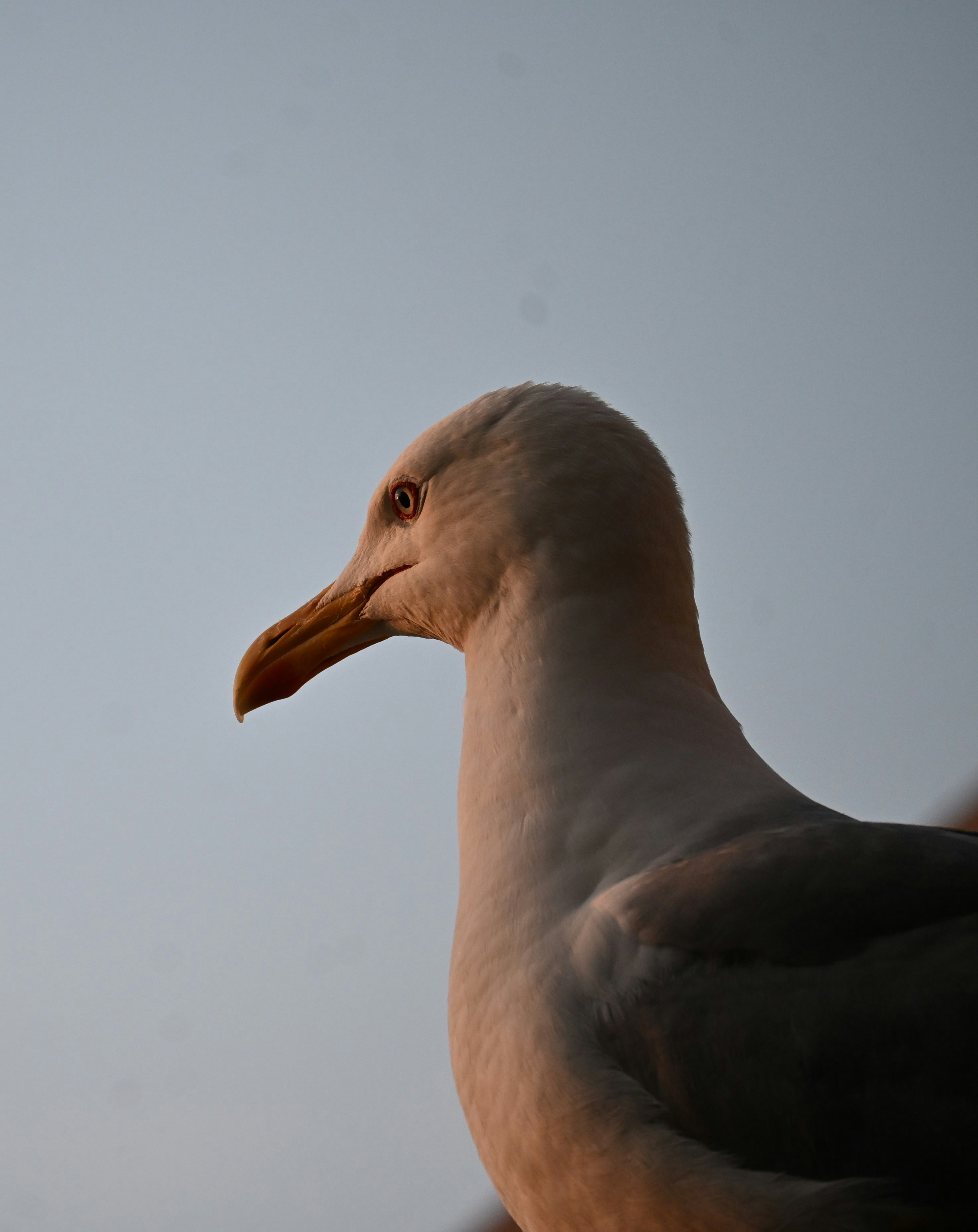 Seaborn Sentinel: Close-Up of a Seabird’s Genteel Gaze