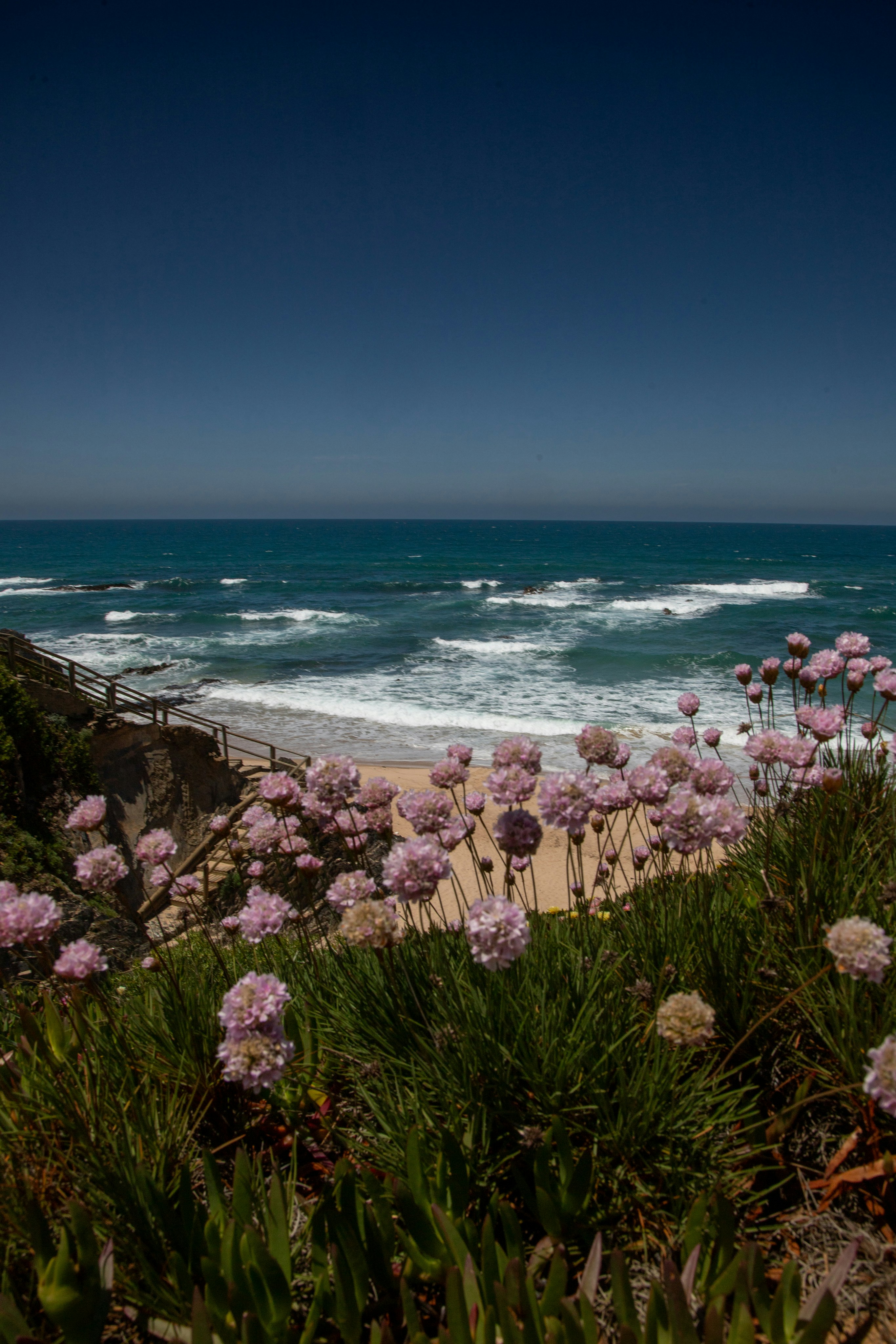 Coastal Balcony in Full Bloom