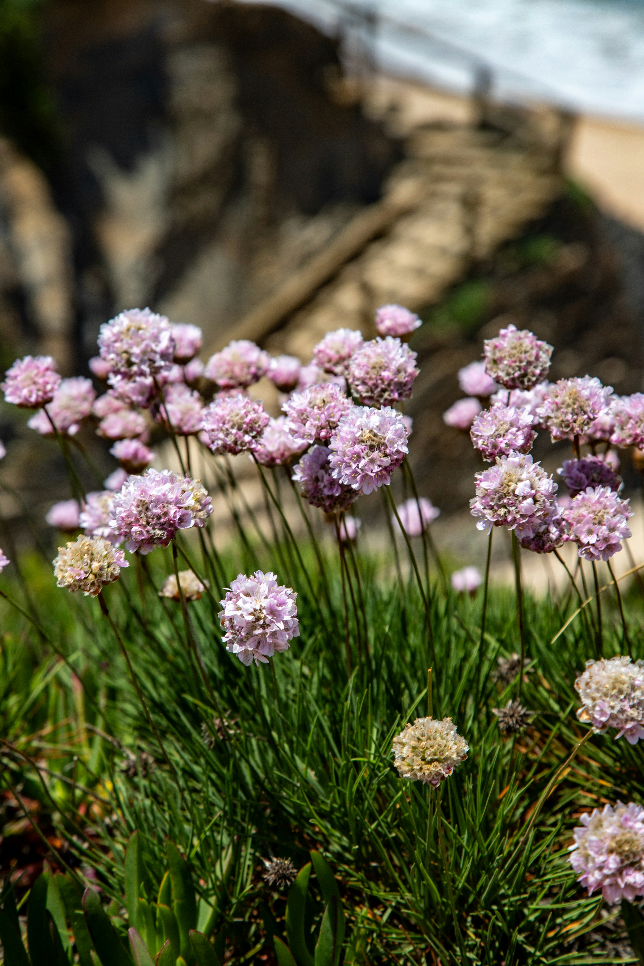 Soft Pink Heads in a Coastal Garden