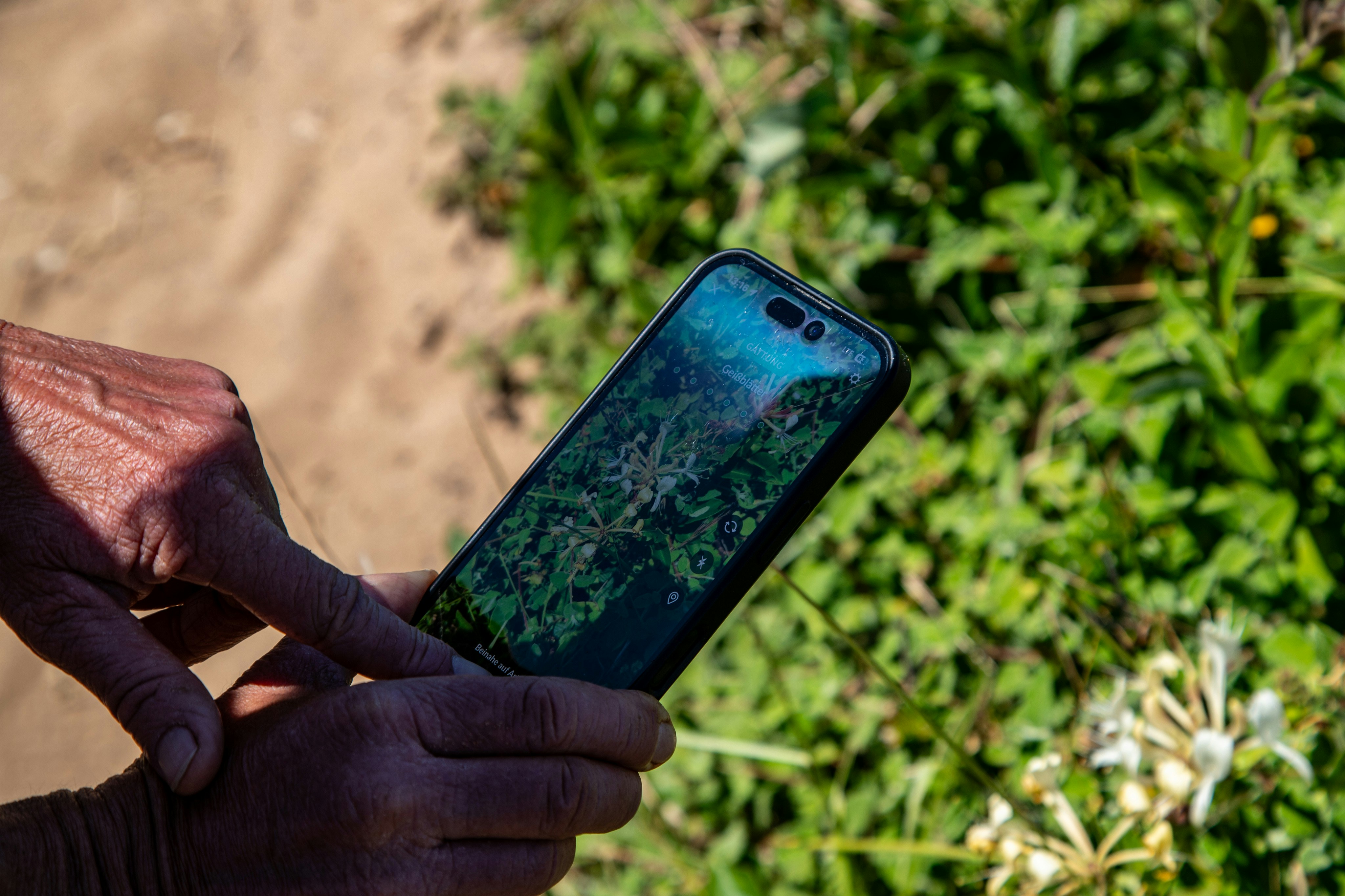 Gloved Hands Hold a Smartphone Amid Garden Greens