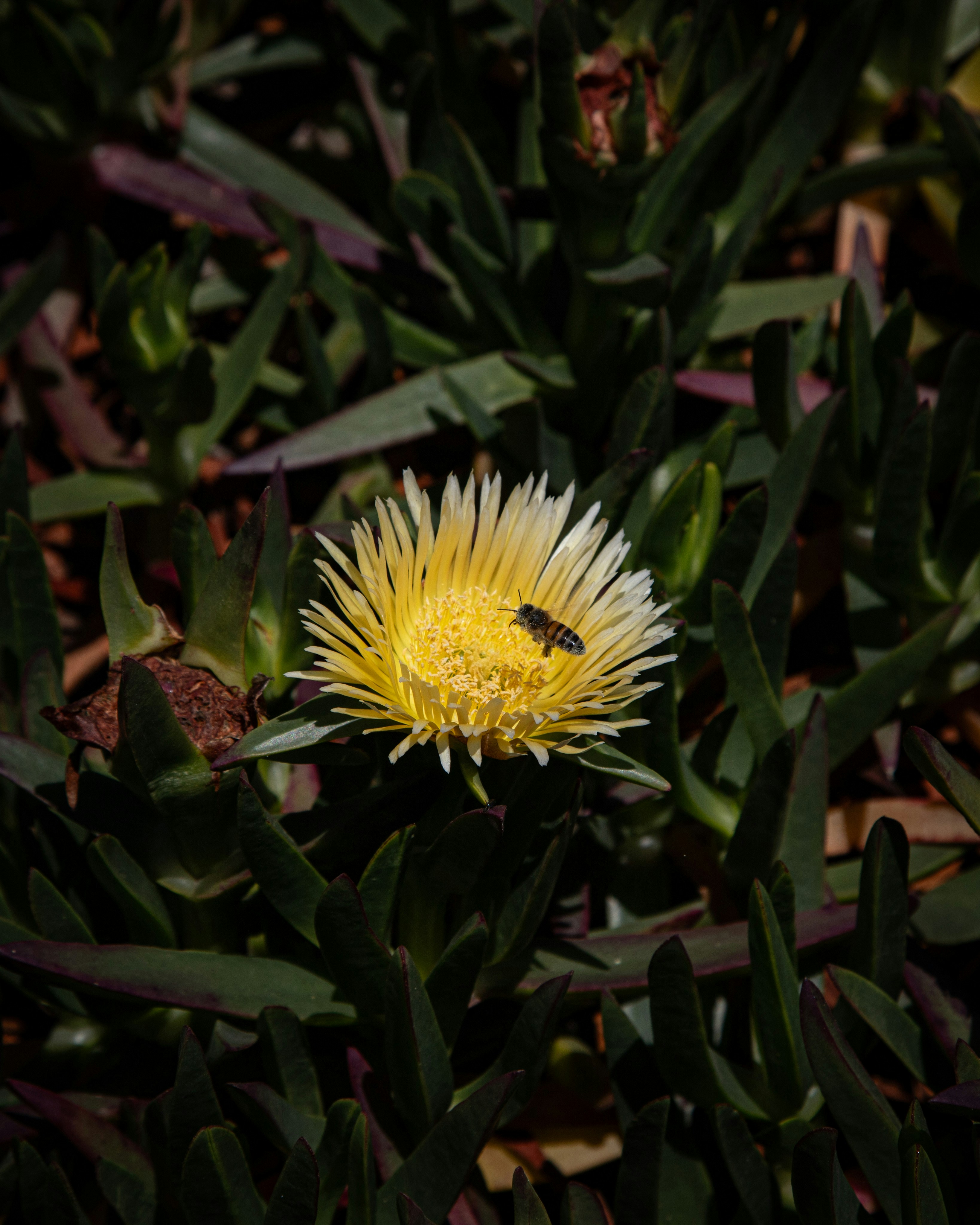 Gold Bloom: A Bee's Quiet Haul in Sunlit Succulent Bed