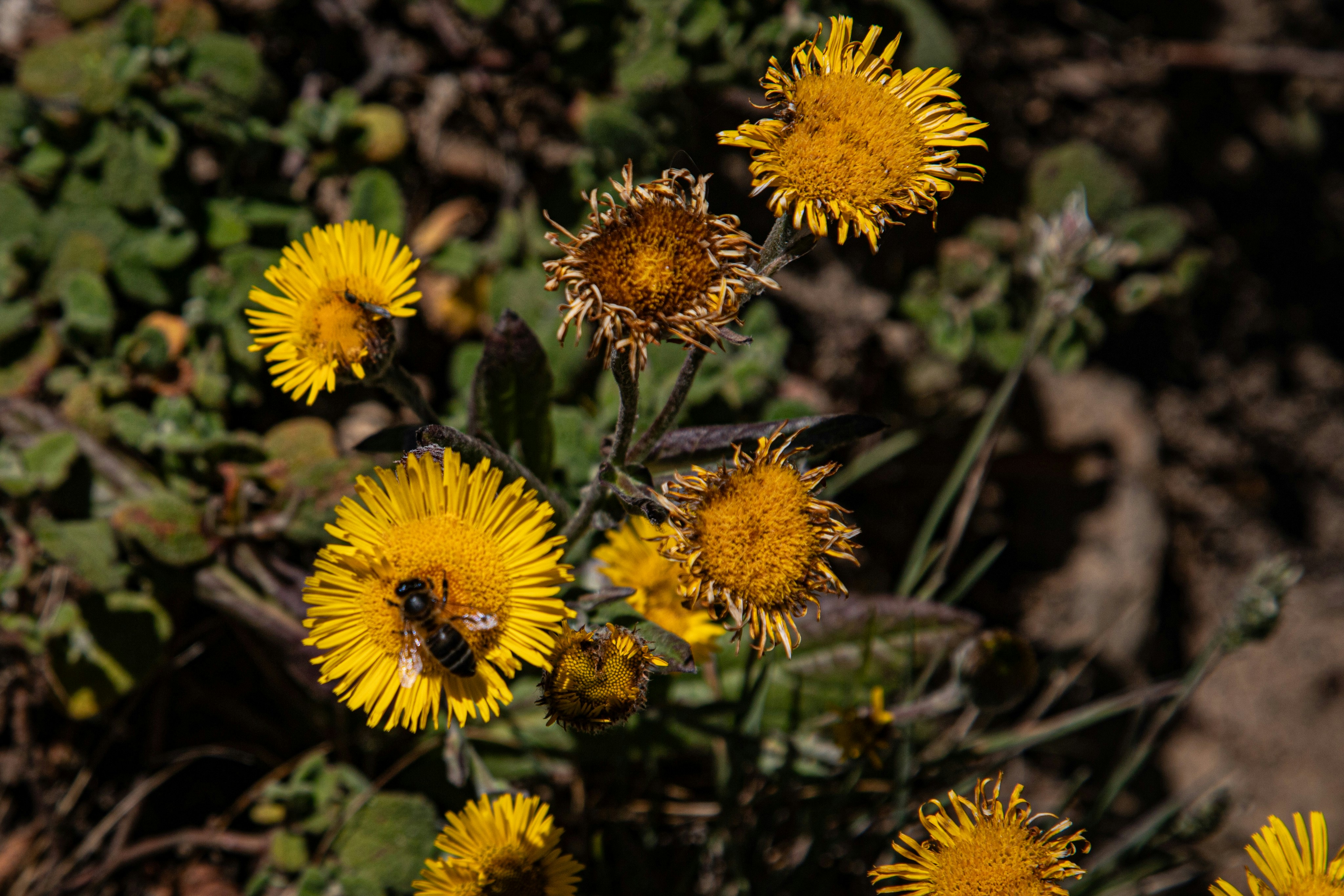 Sunlit Dandelions: A Busy Pollinator’s Meadow