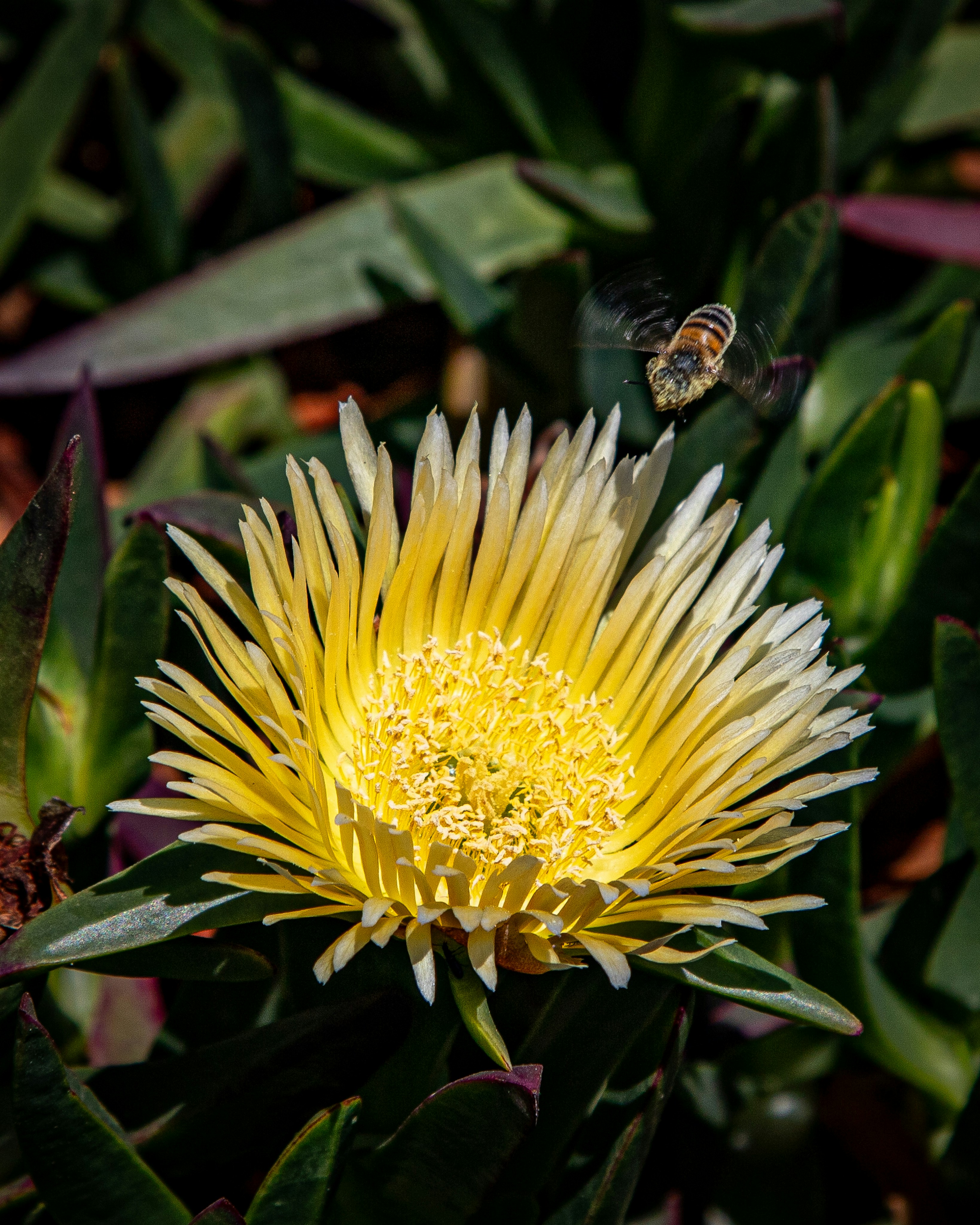 Sunlit Yellow Protea Meets a Hovering Visitor