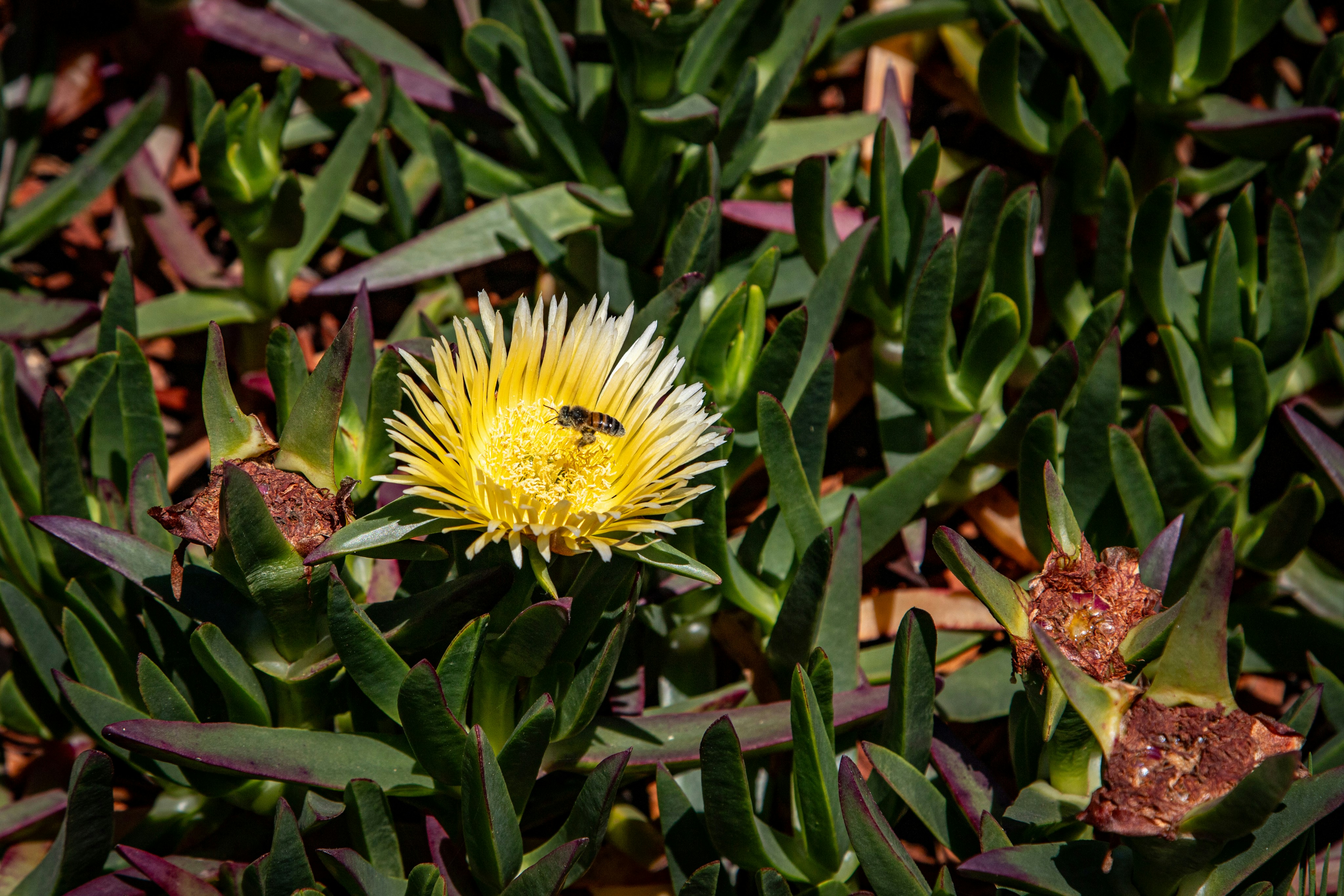 Desert Blooms: A Golden Flower Anchored by Green Spikes