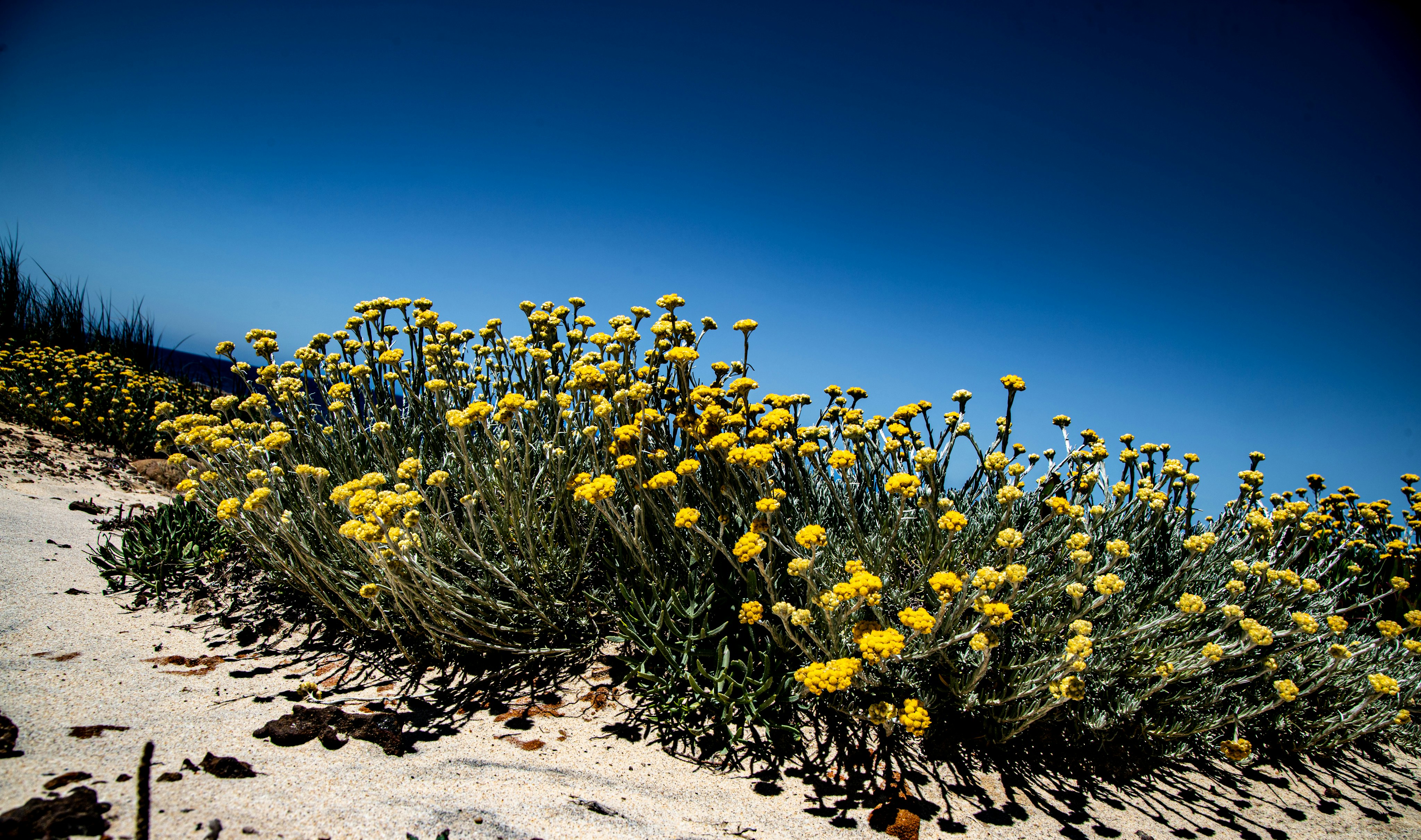 Sunlit Brittle on the Clifftop: A Field of Yellowing Blooms Under a Deep Blue Sky