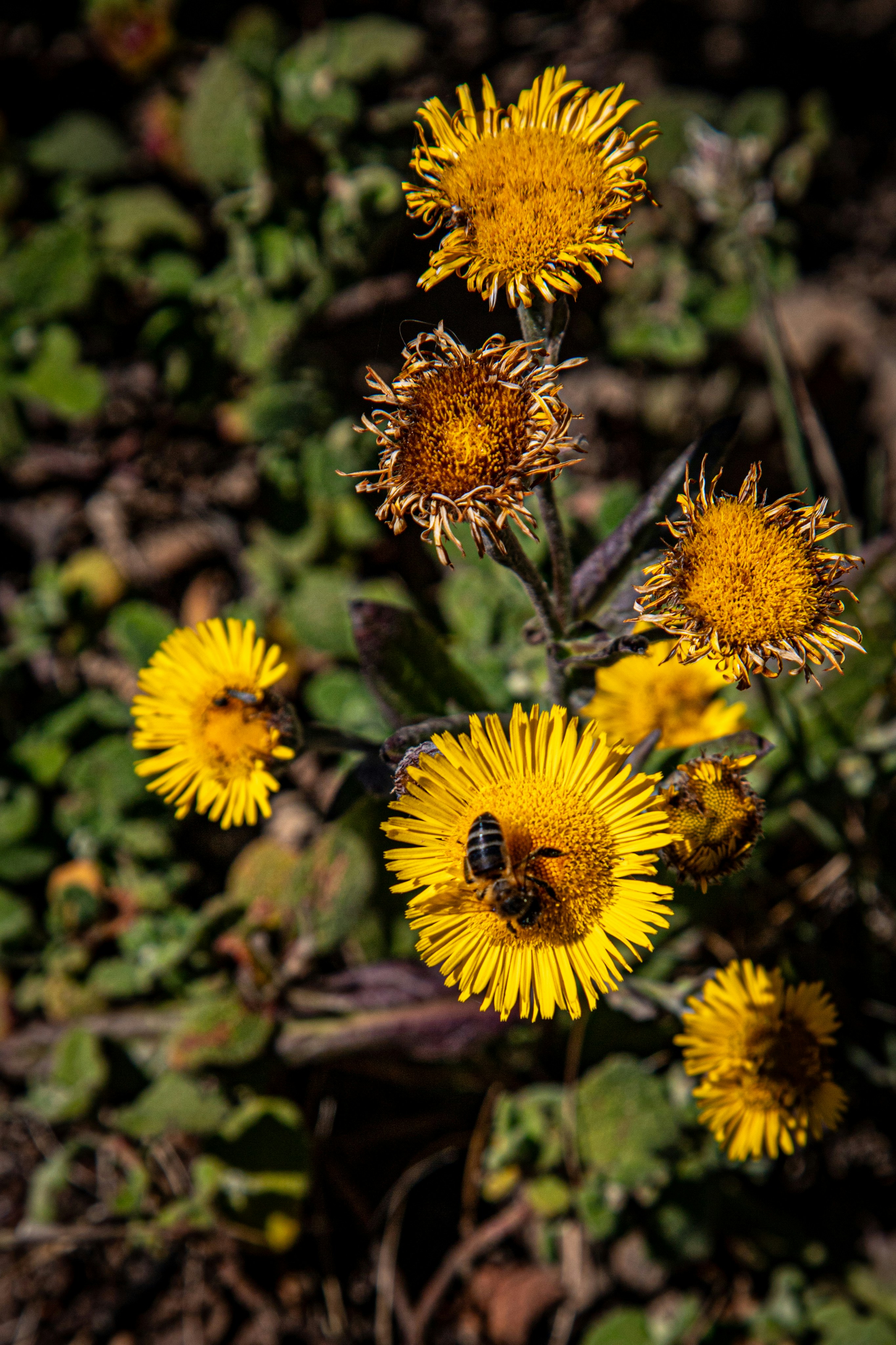 Sunlit Dandelion Towers: Bees at the Floral Summit