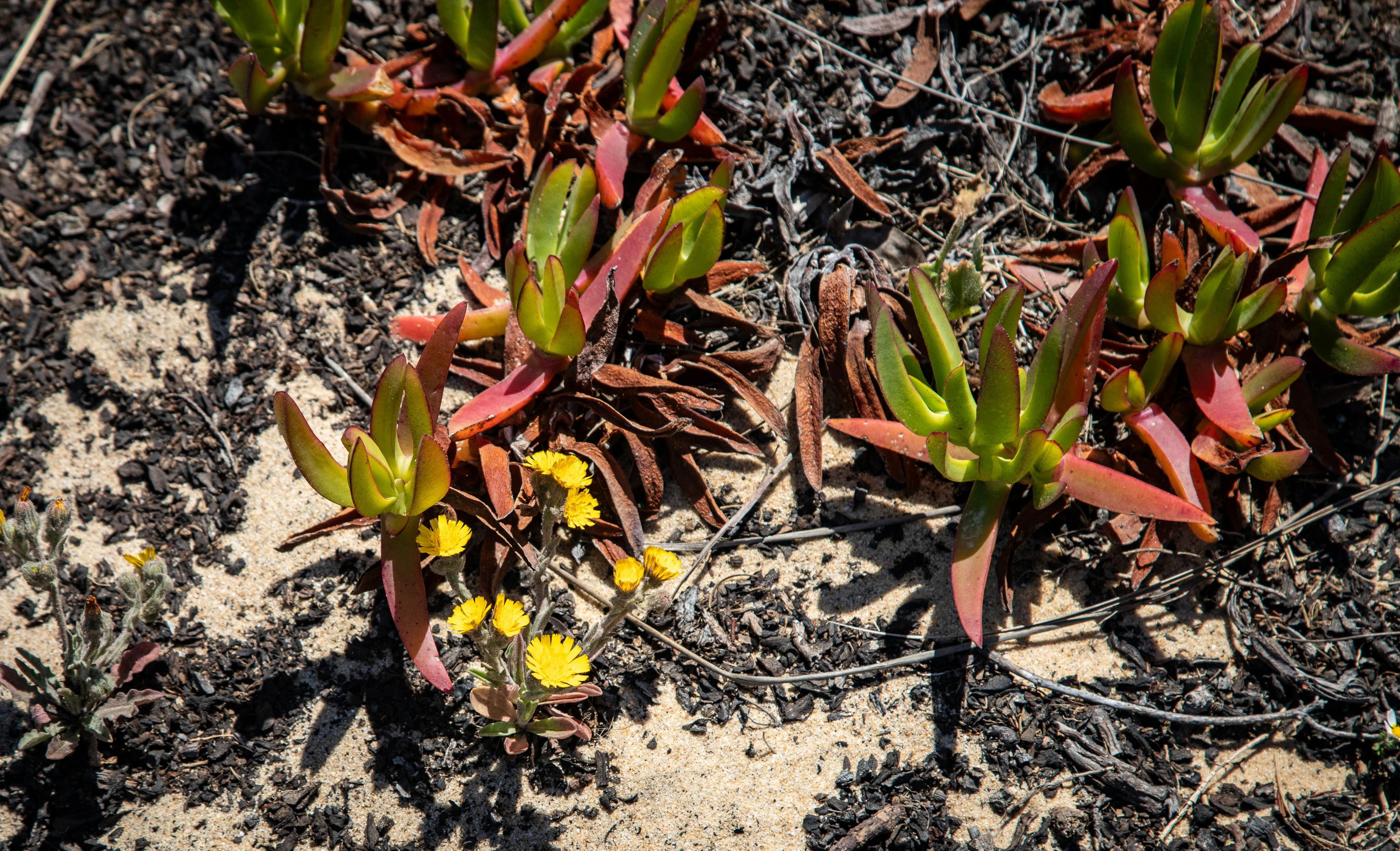 Desert Sprouts: Yellow Blossoms among Succulent Probes