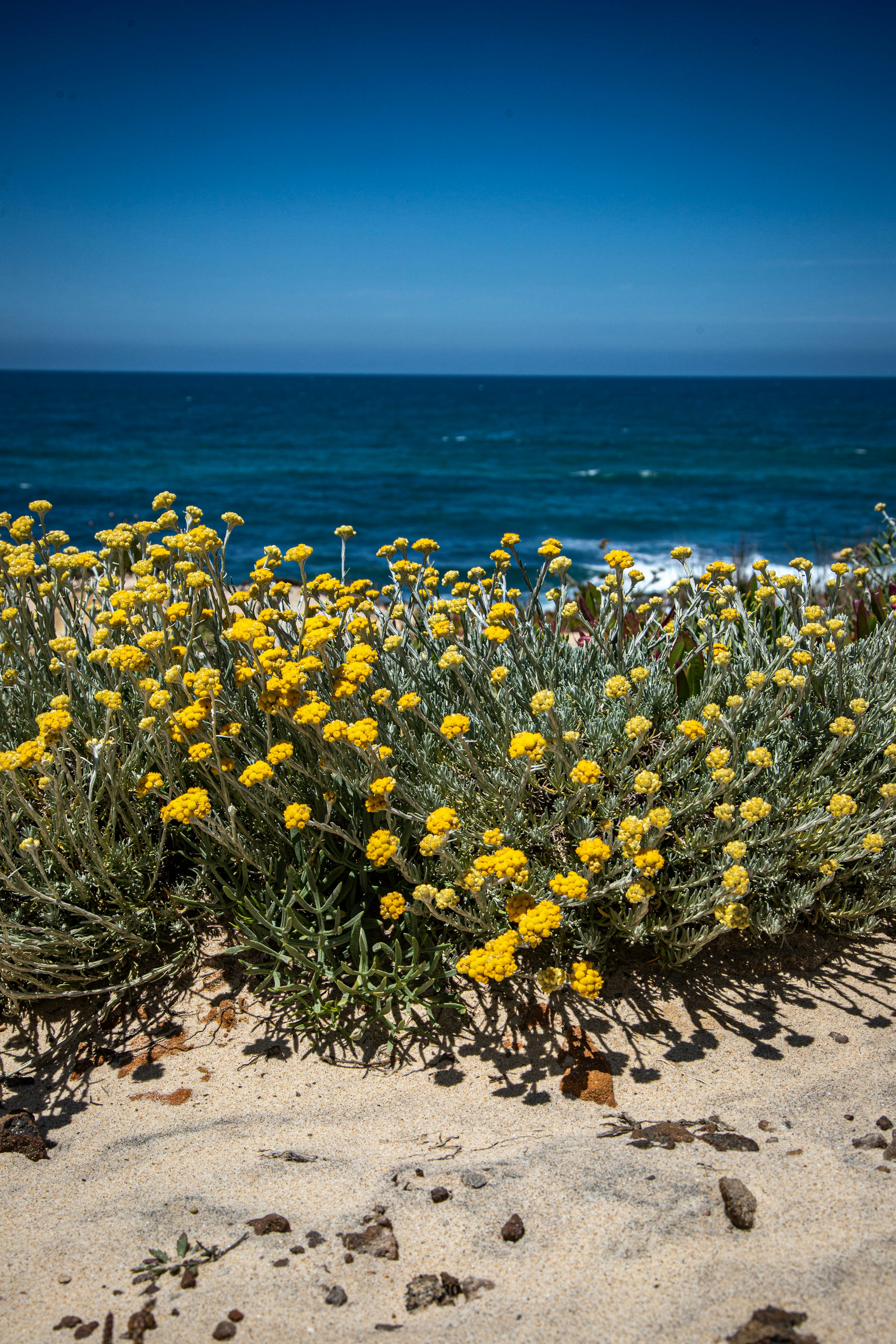 Golden Bloom Harbored by Sea Spray