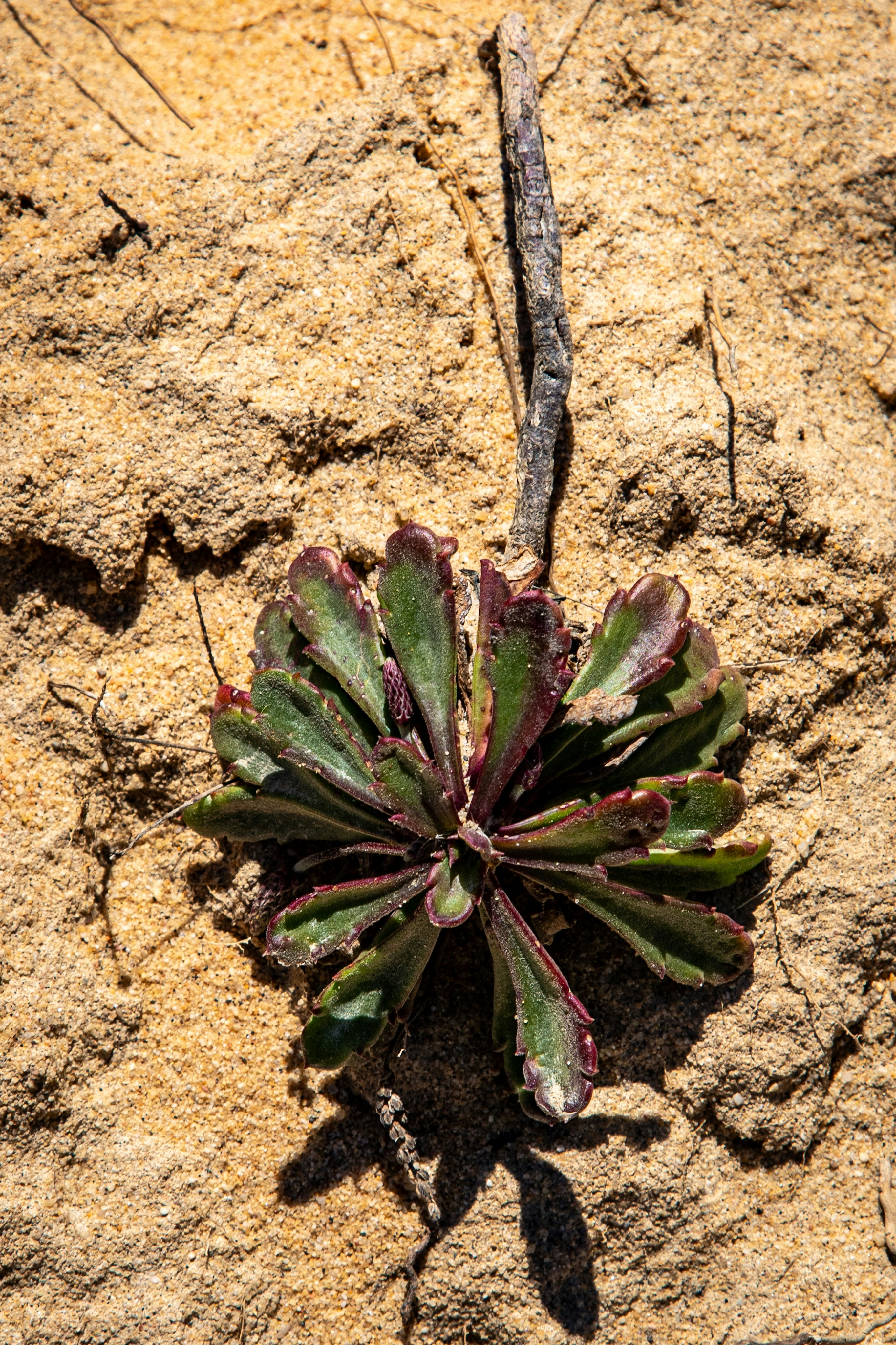 Desert Rosette: A Succulent Emerges from Parched Ground