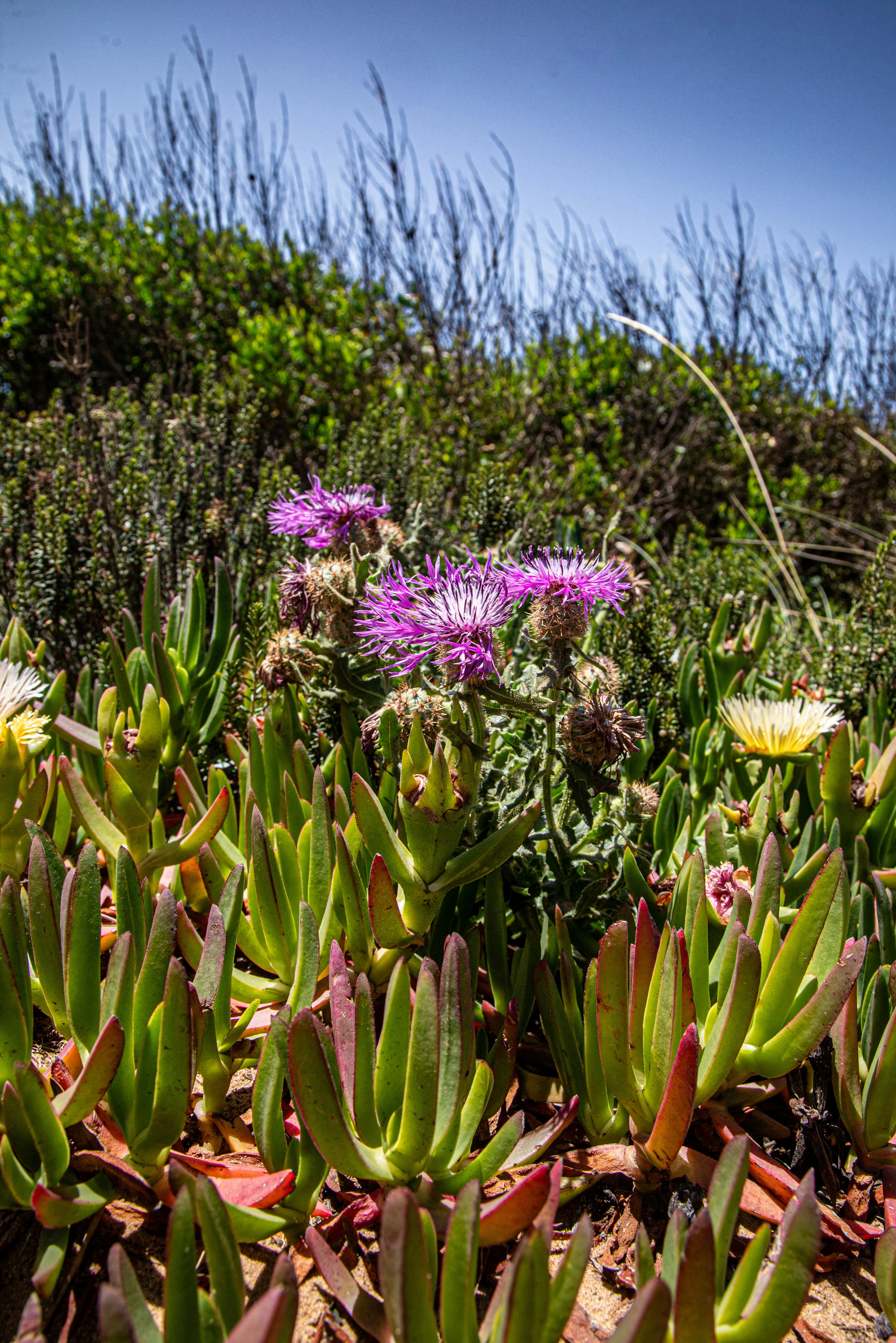 Pink Thistle Bloom in Coastal Succulent Field