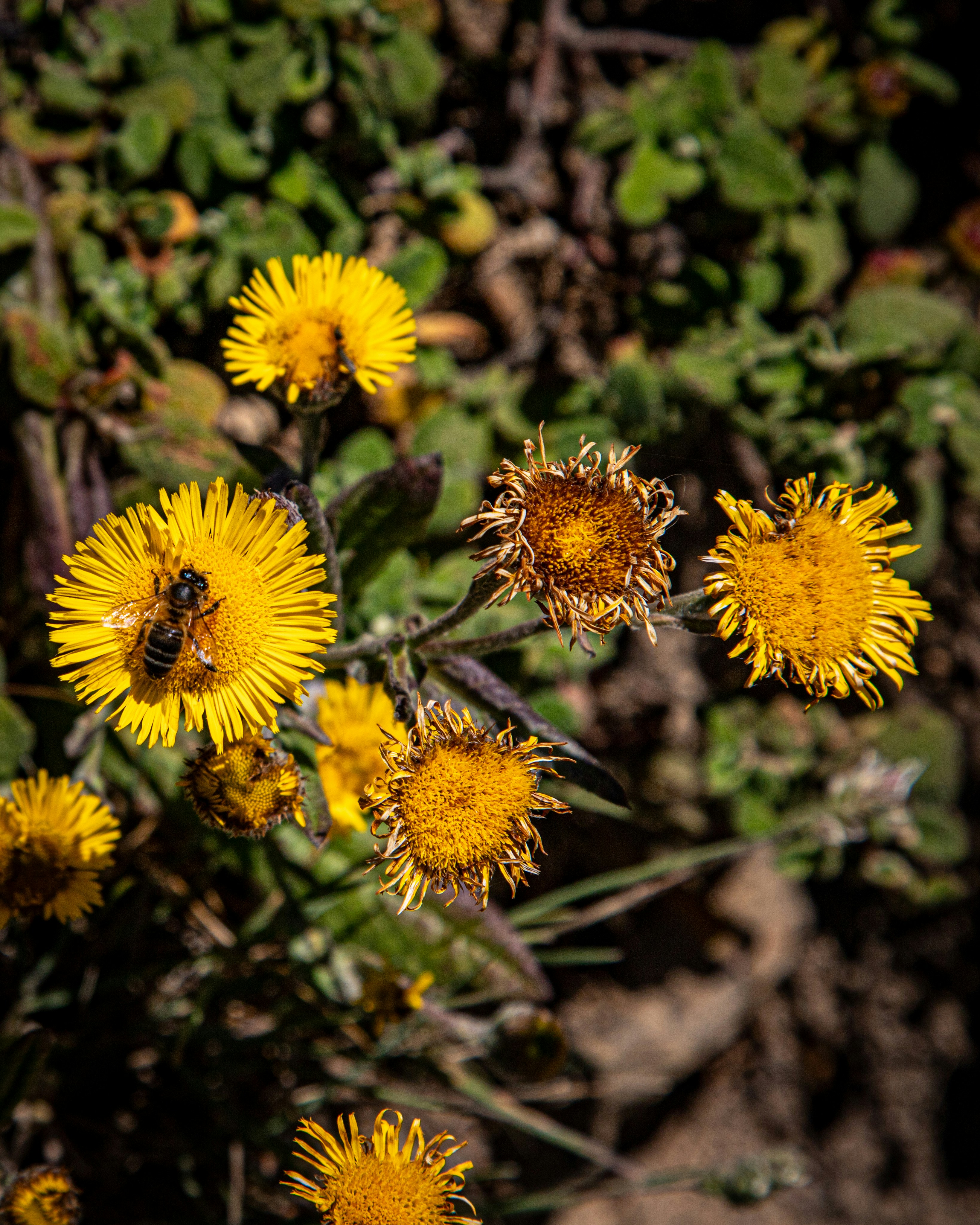 Bright Yellow Dandelion Heads Cluster in Sunlit Bed
